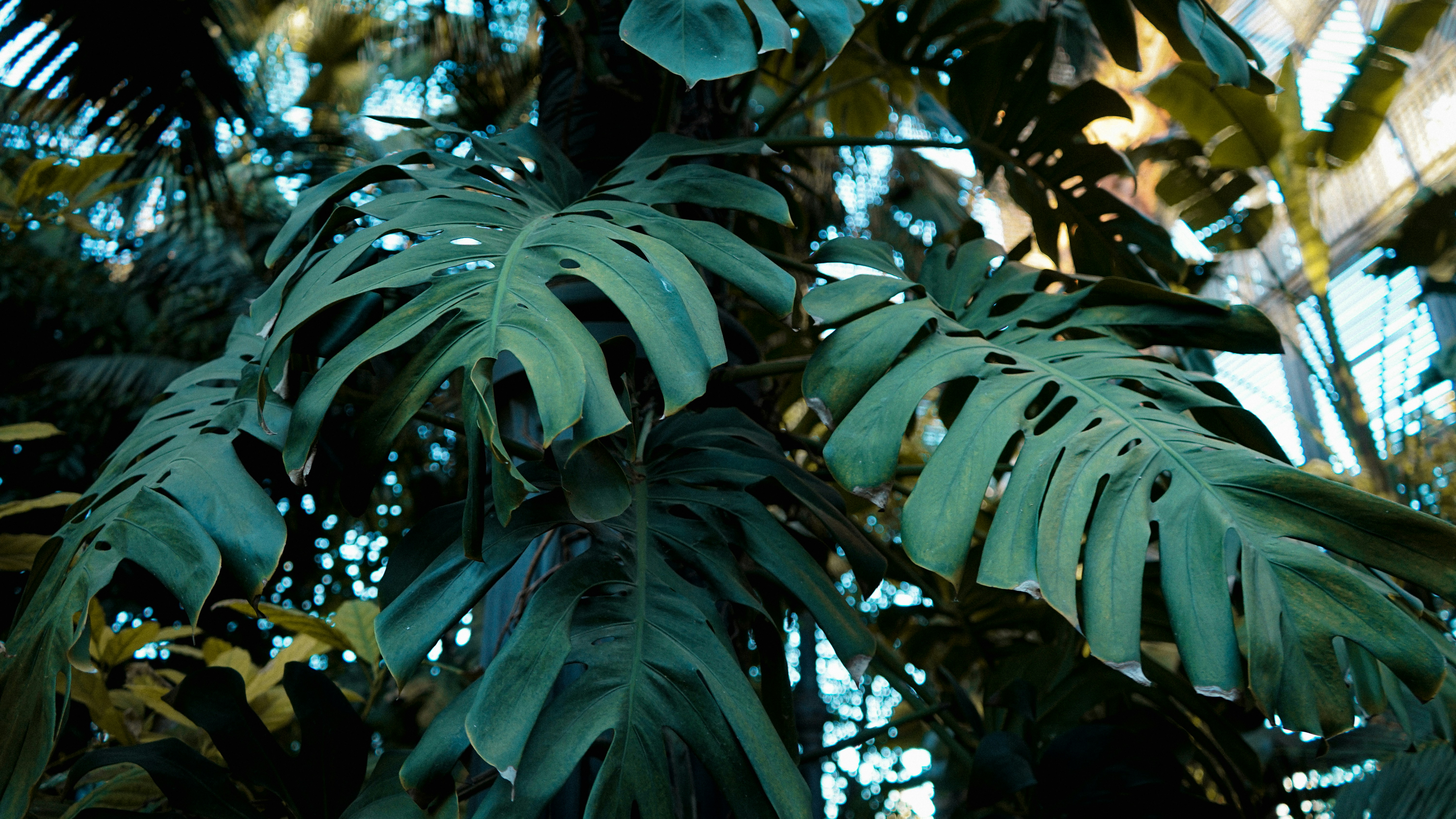 Monstera tapestry: green leaves weaving through glass and light