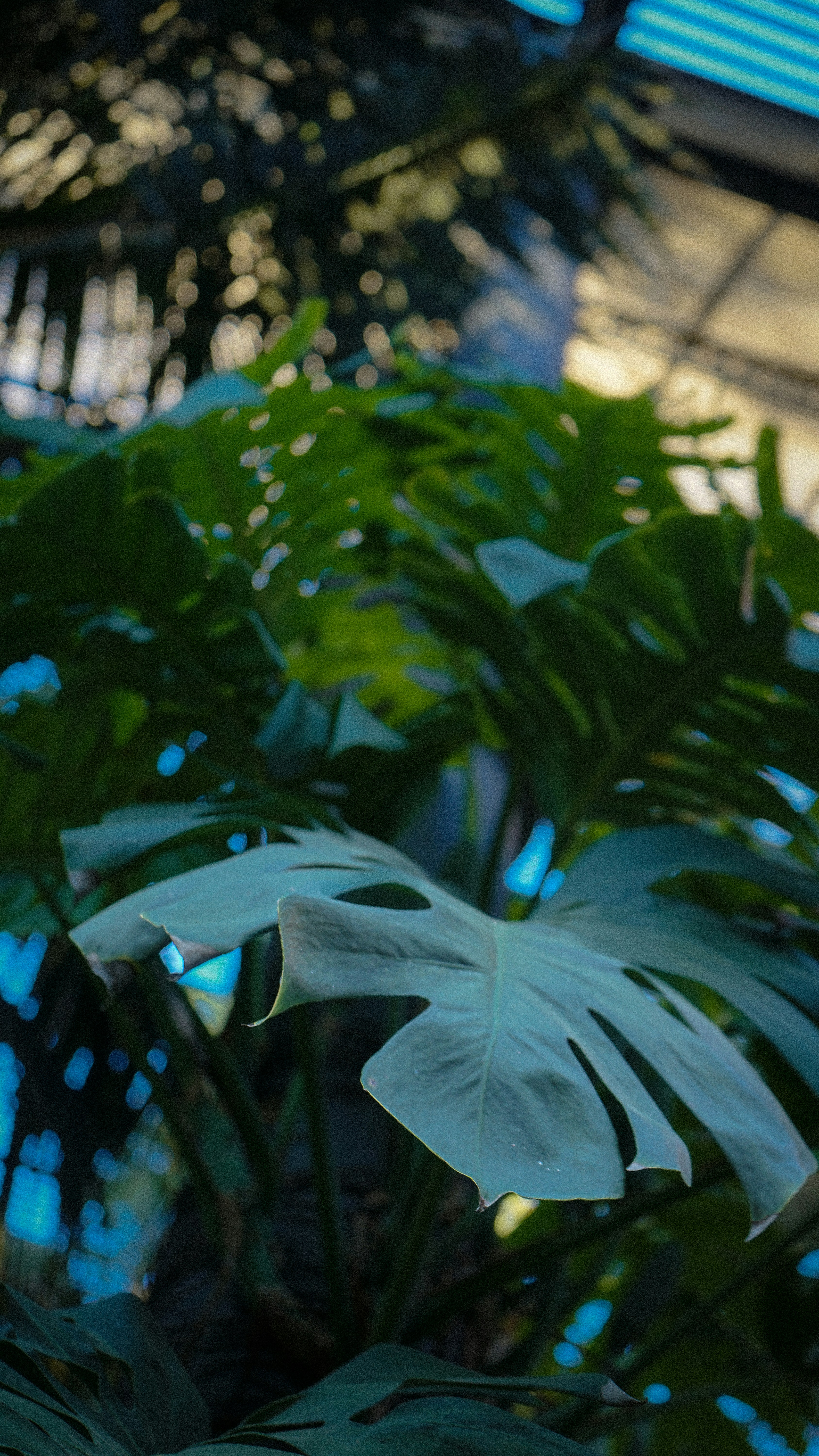 Shade and Leaves: Ultralight Etch of Jungle Light
