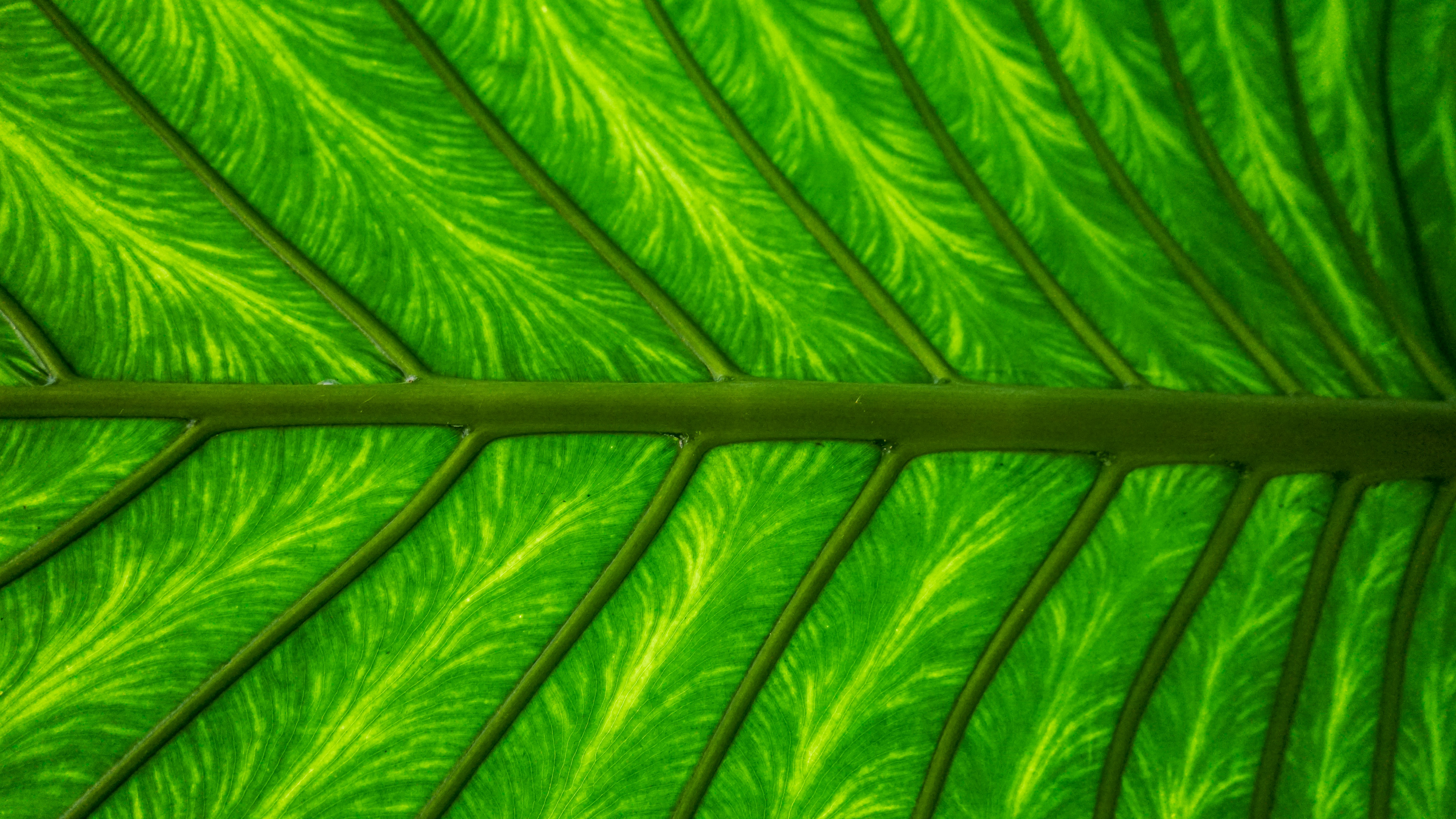 Emerald Veins: A Close-Up of Tropical Leaf Texture and Veins