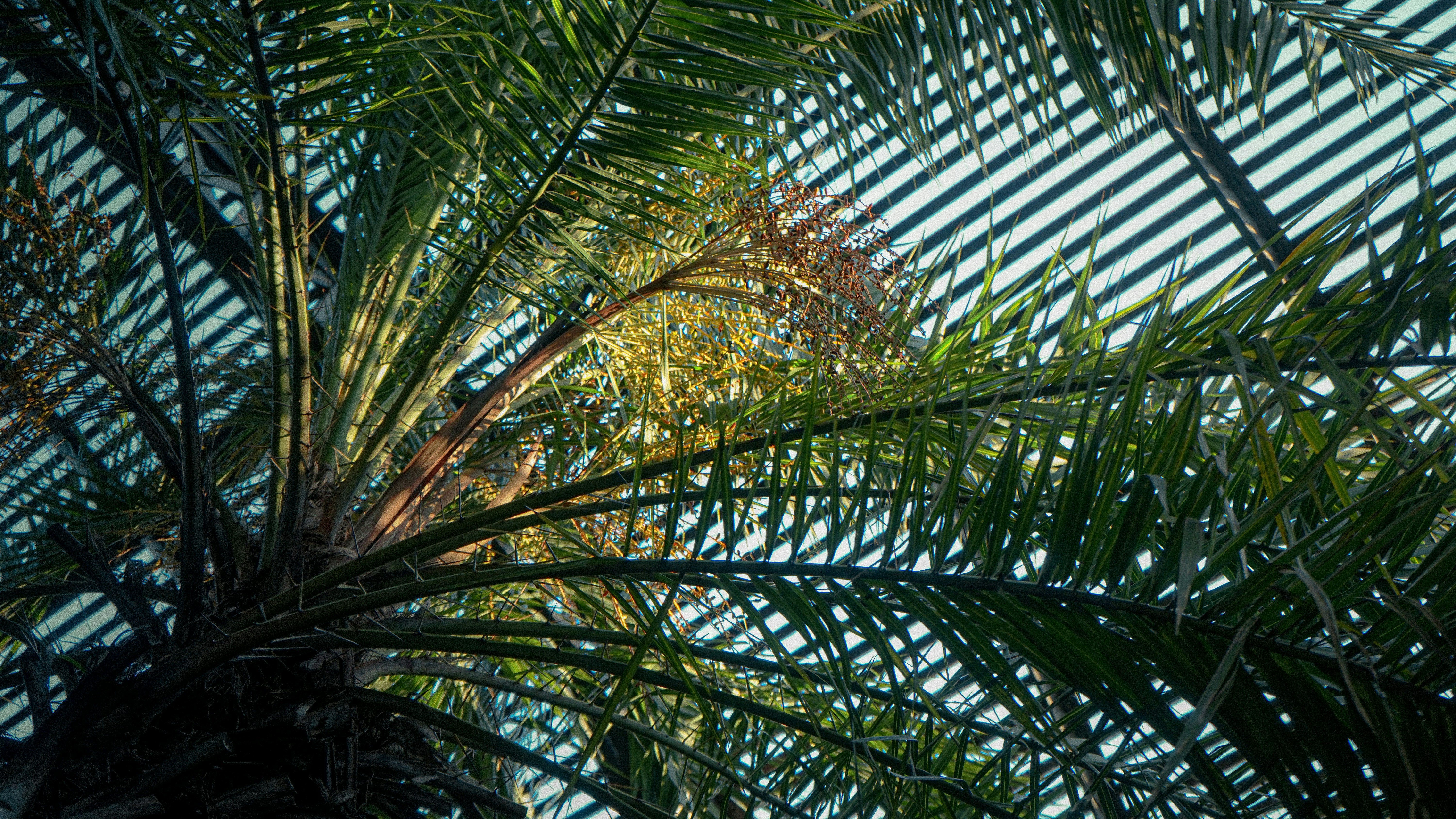 Sunlit Palm Canopy Reflections