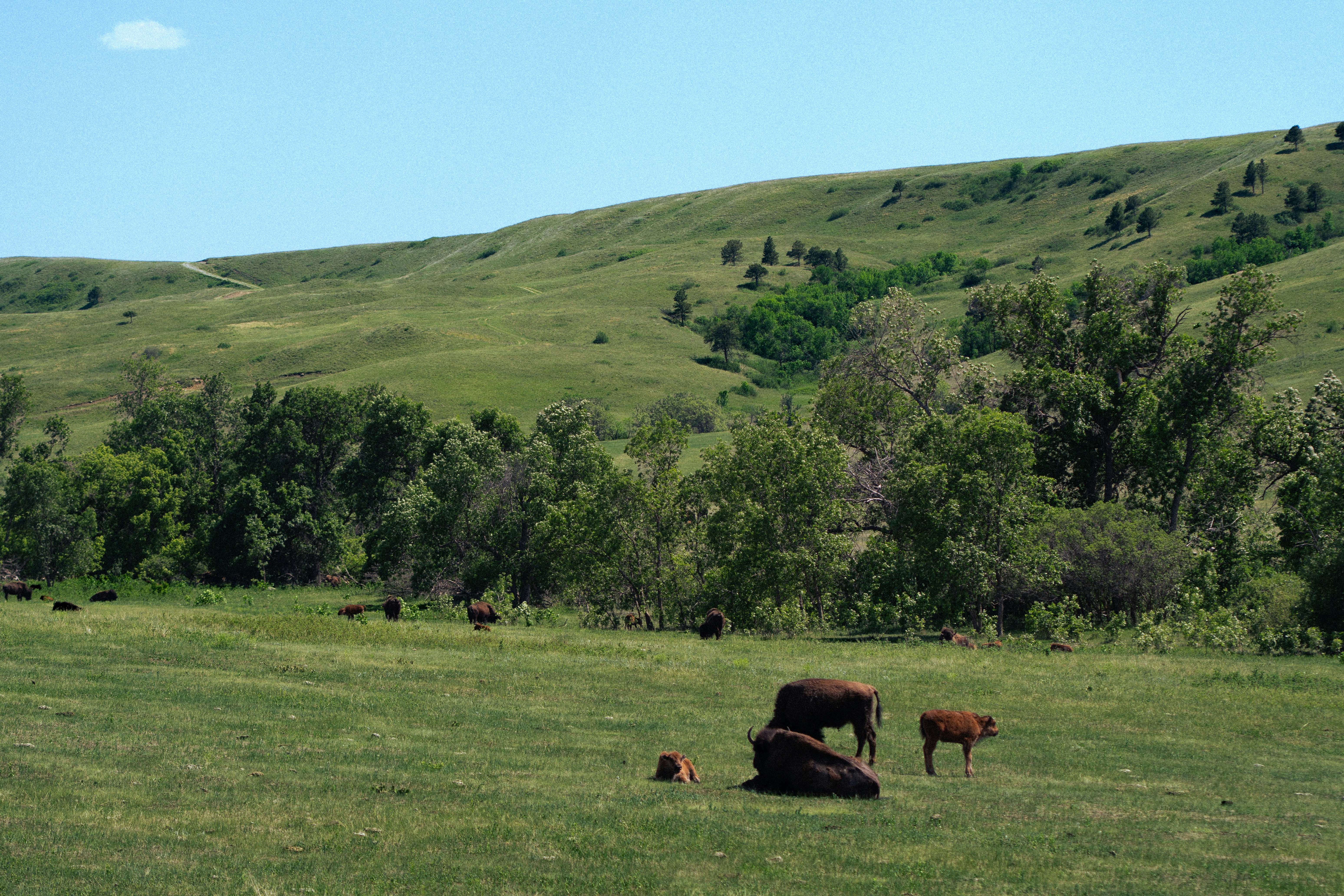 Pasture Puppetry: Cows at Rest on a Gentle Hill
