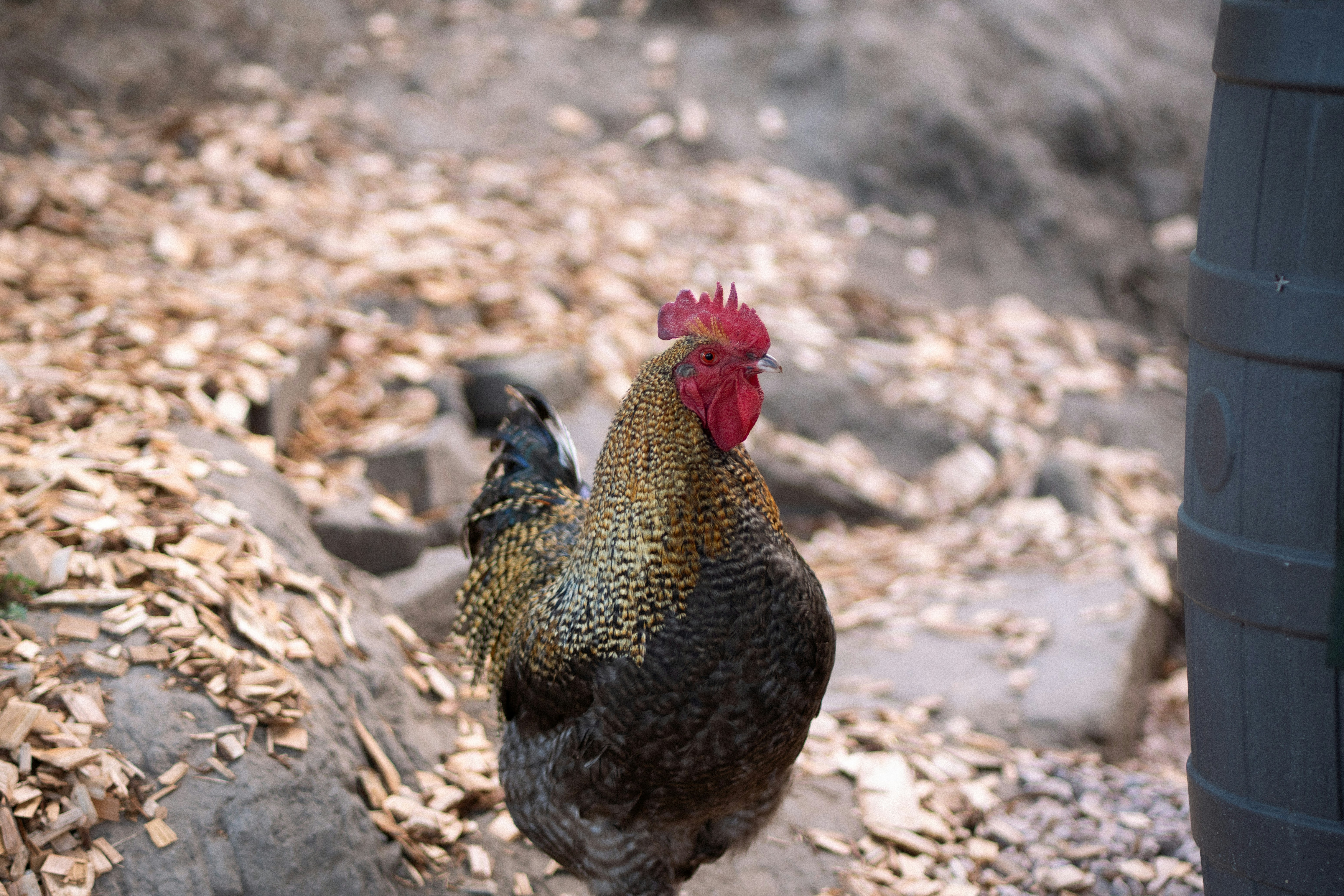 Bronze Feathers in the Dust: A Rooster Stands Guard by the Feed