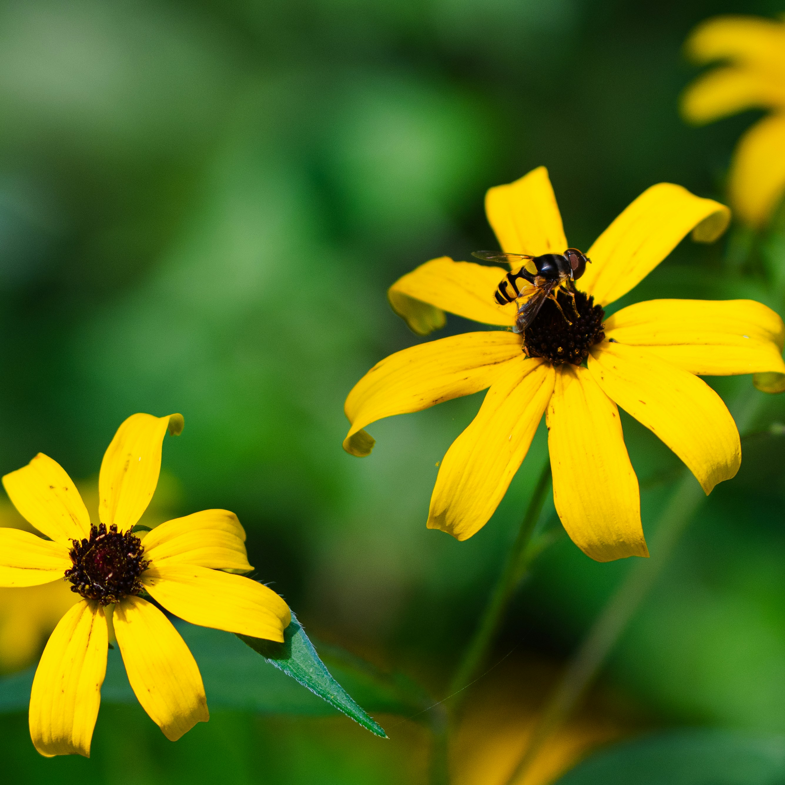 Golden Bloom with Bee Sentinel