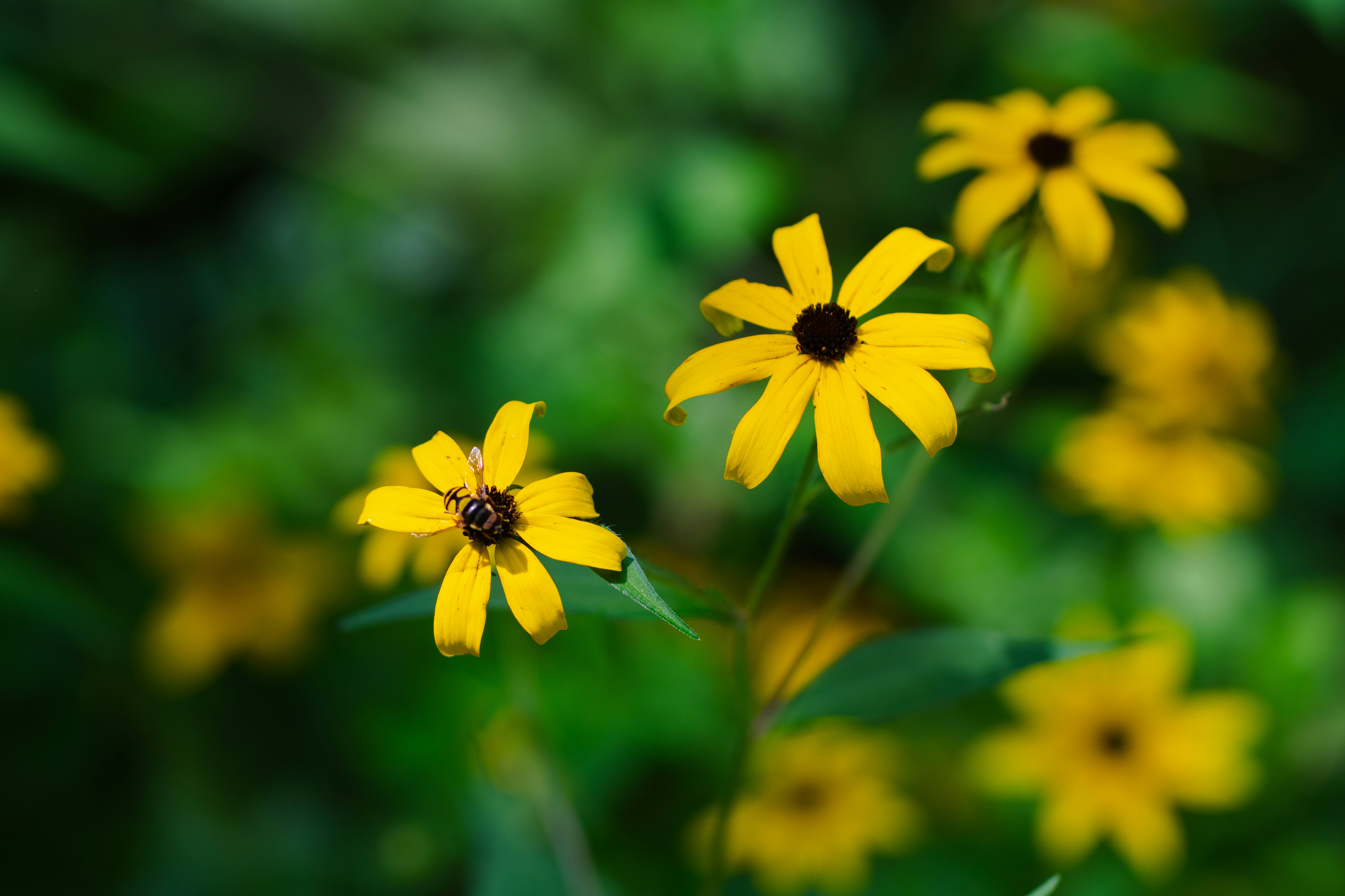 Golden Blooms in a Soft-Focus Meadow