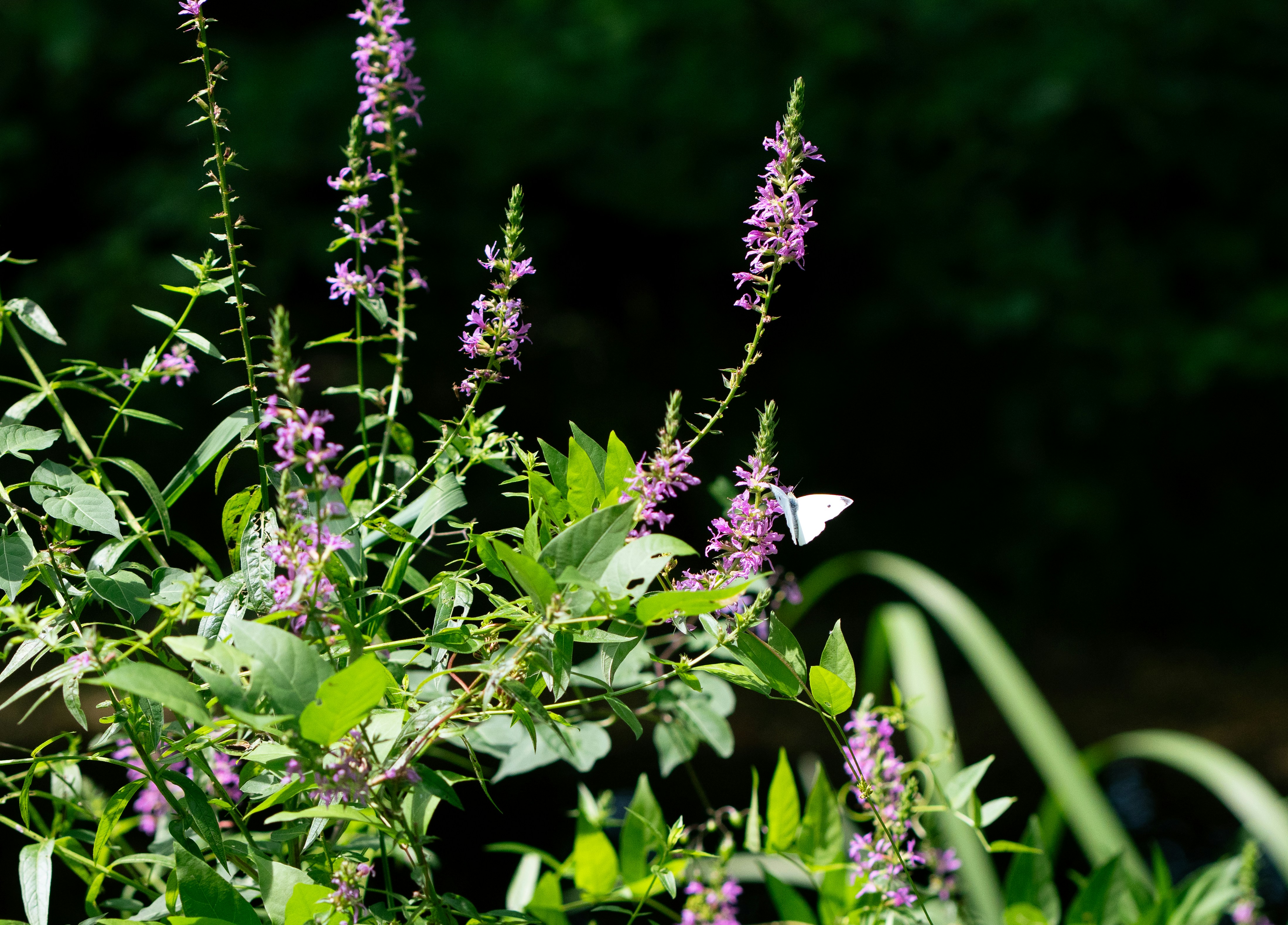 Close-up of purple flowering stems with green leaves against a dark, blurred background, highlighting plant details and a white butterfly glimpsed among the blooms.