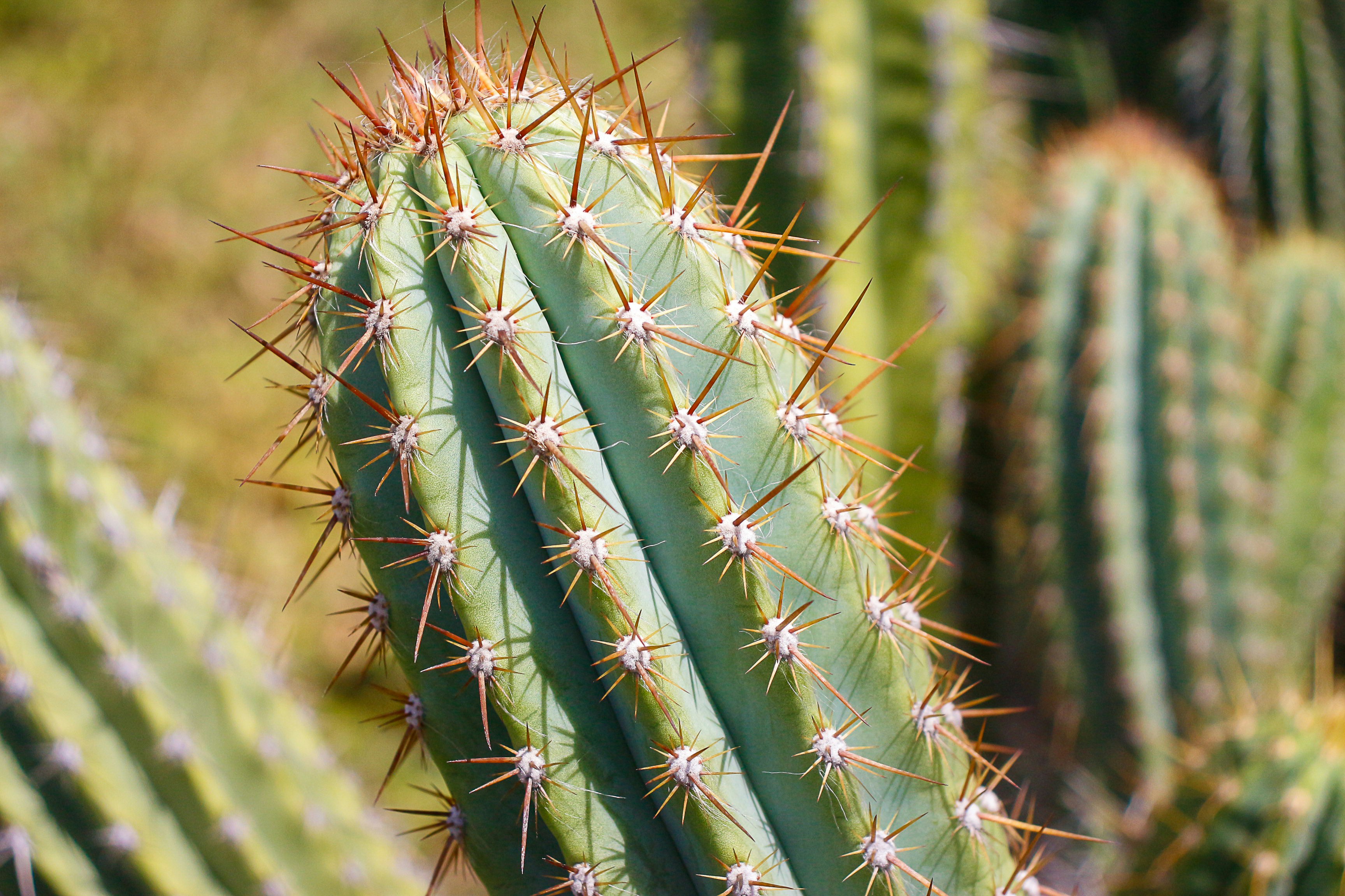 A green cactus with sharp, reddish-brown spines.