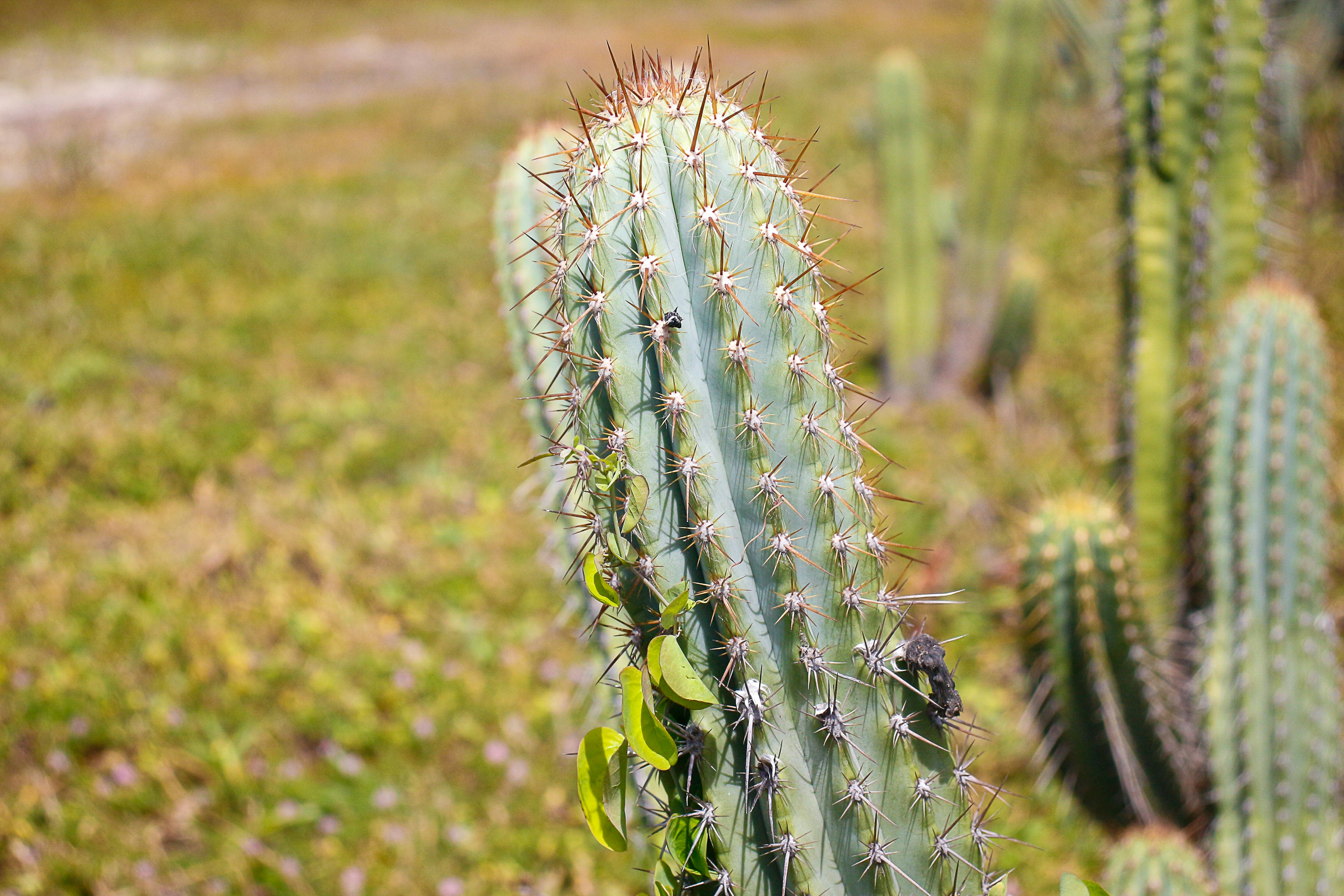 Close-Up of a Spined Column Amid a Desert Patch
