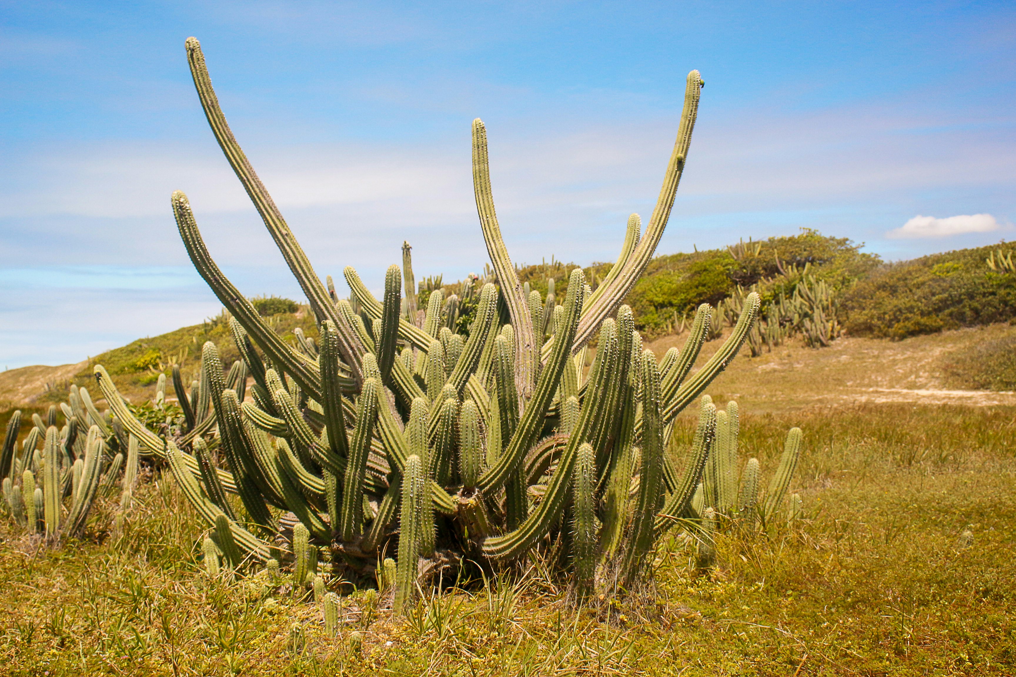 Cactus Choir: A Sunlit Tangle in Arid Grassland