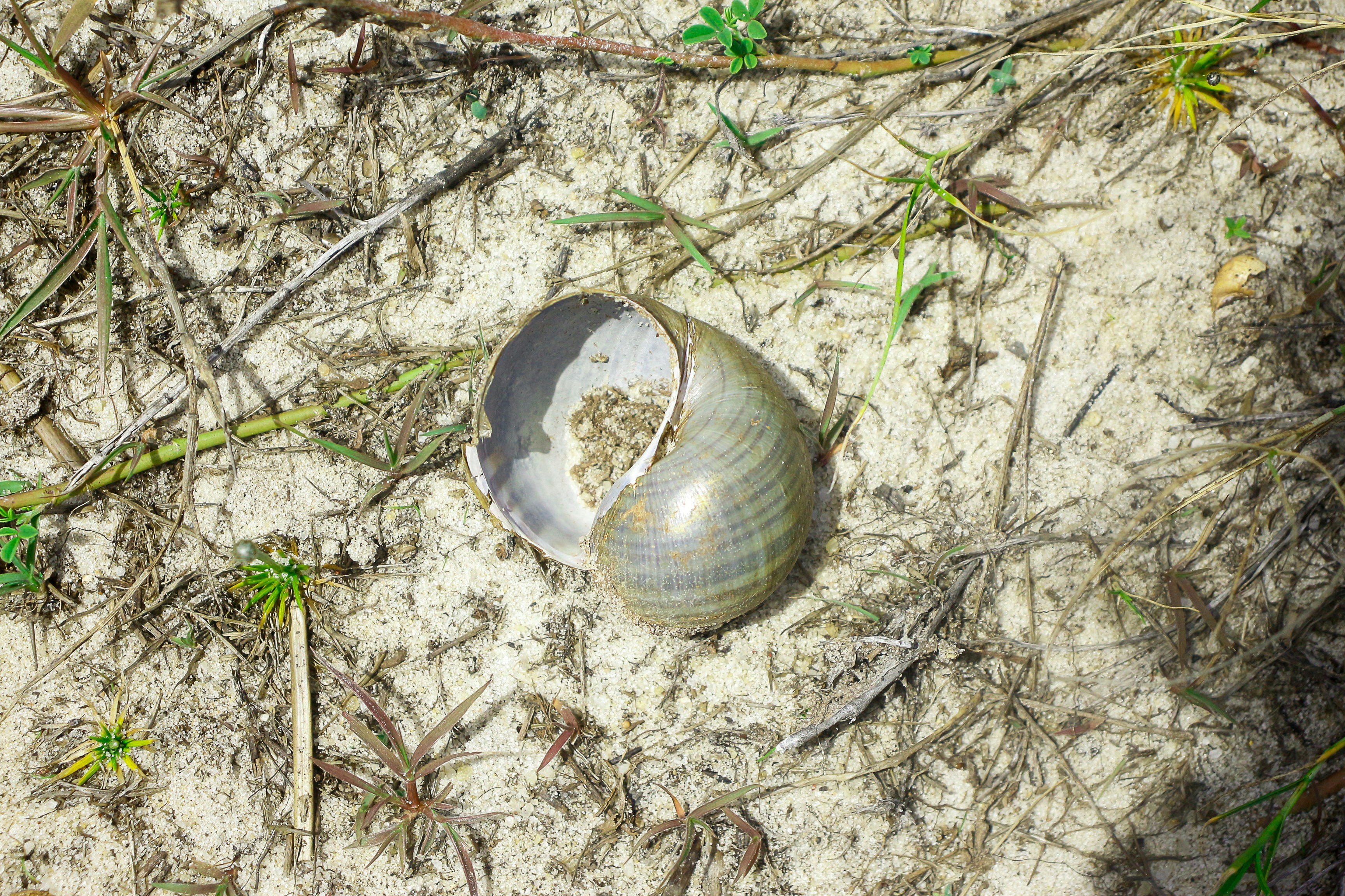 Broken seashell resting on sandy soil with sparse vegetation nearby. The focal area centers the cracked shell as the main subject while foreground and background remain subdued.