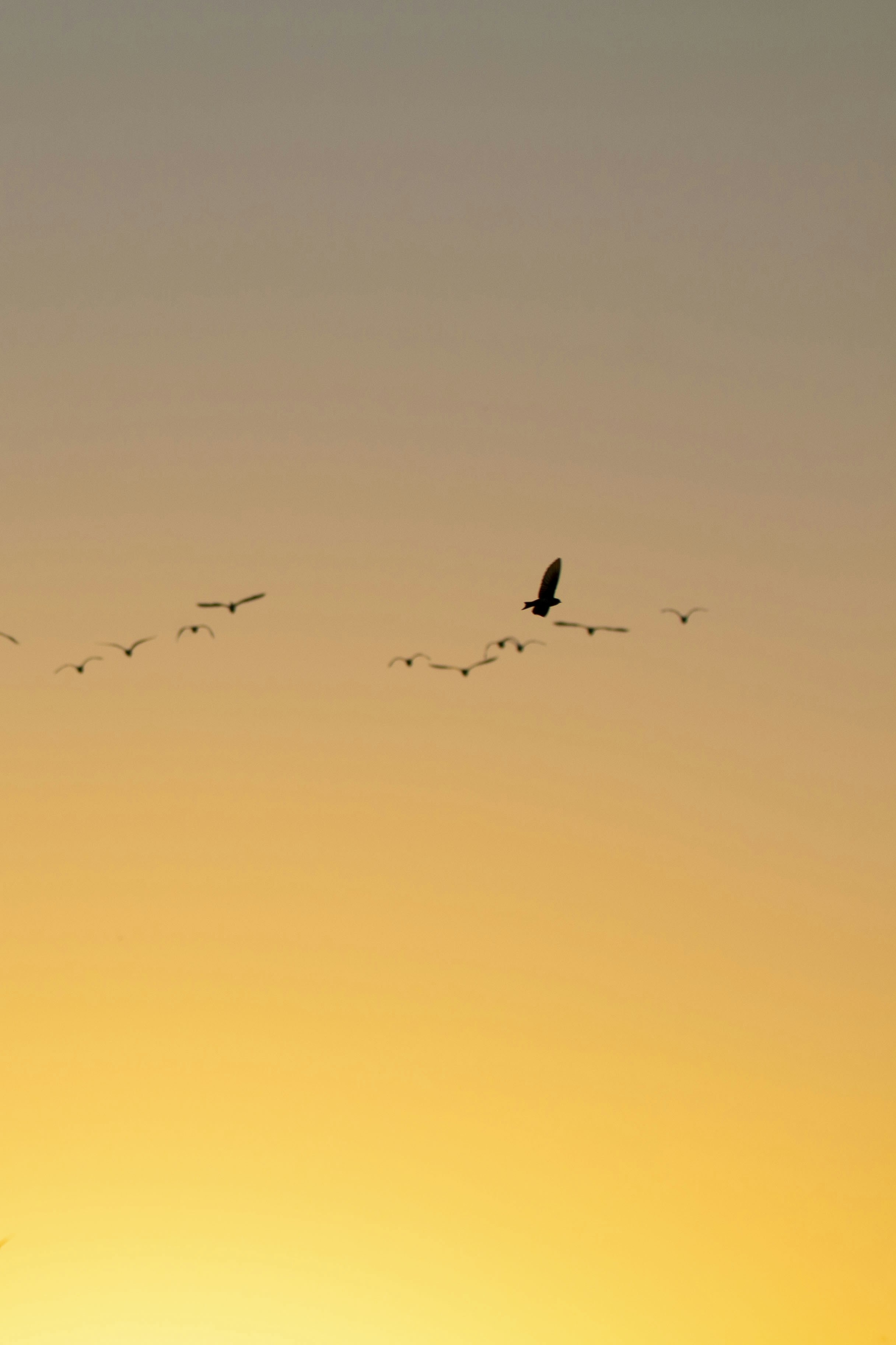 Migrating at Dawn: A Silhouette of Birds Against Golden Skies