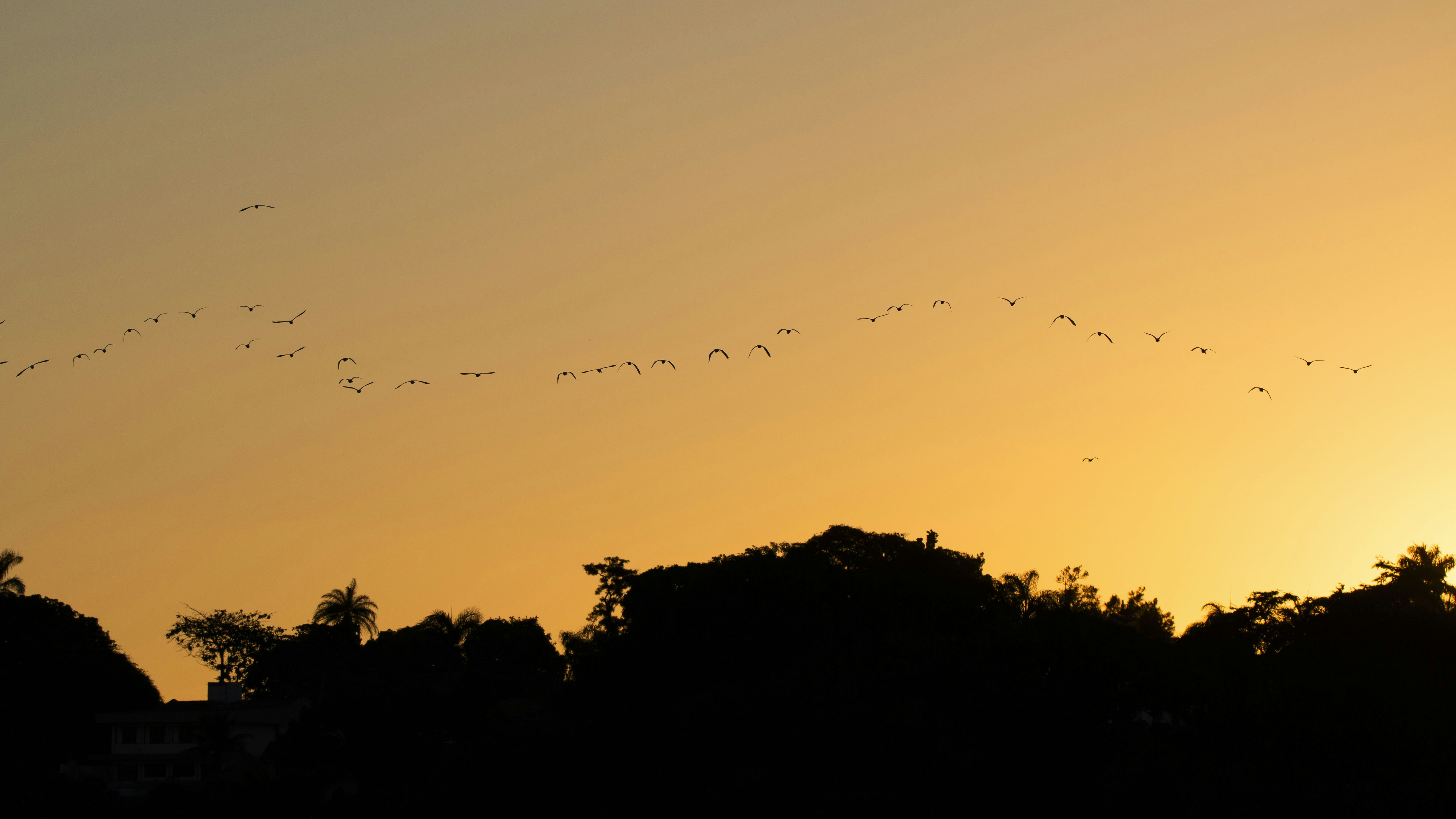 Silhouetted treeline at sunset with a flock of birds crossing a golden sky.