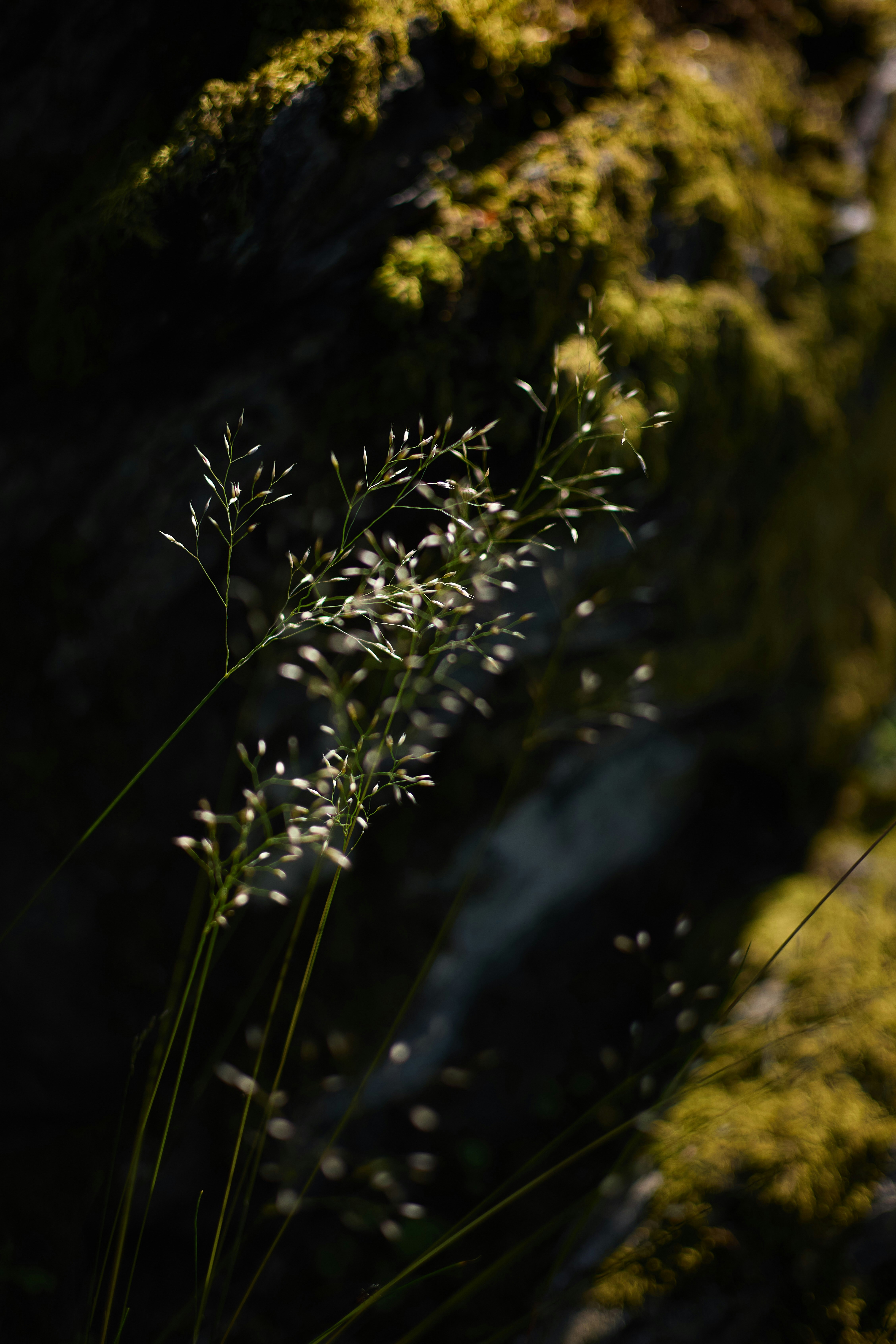 Graceful Reed in Dappled Light Along a Mossy Cliff