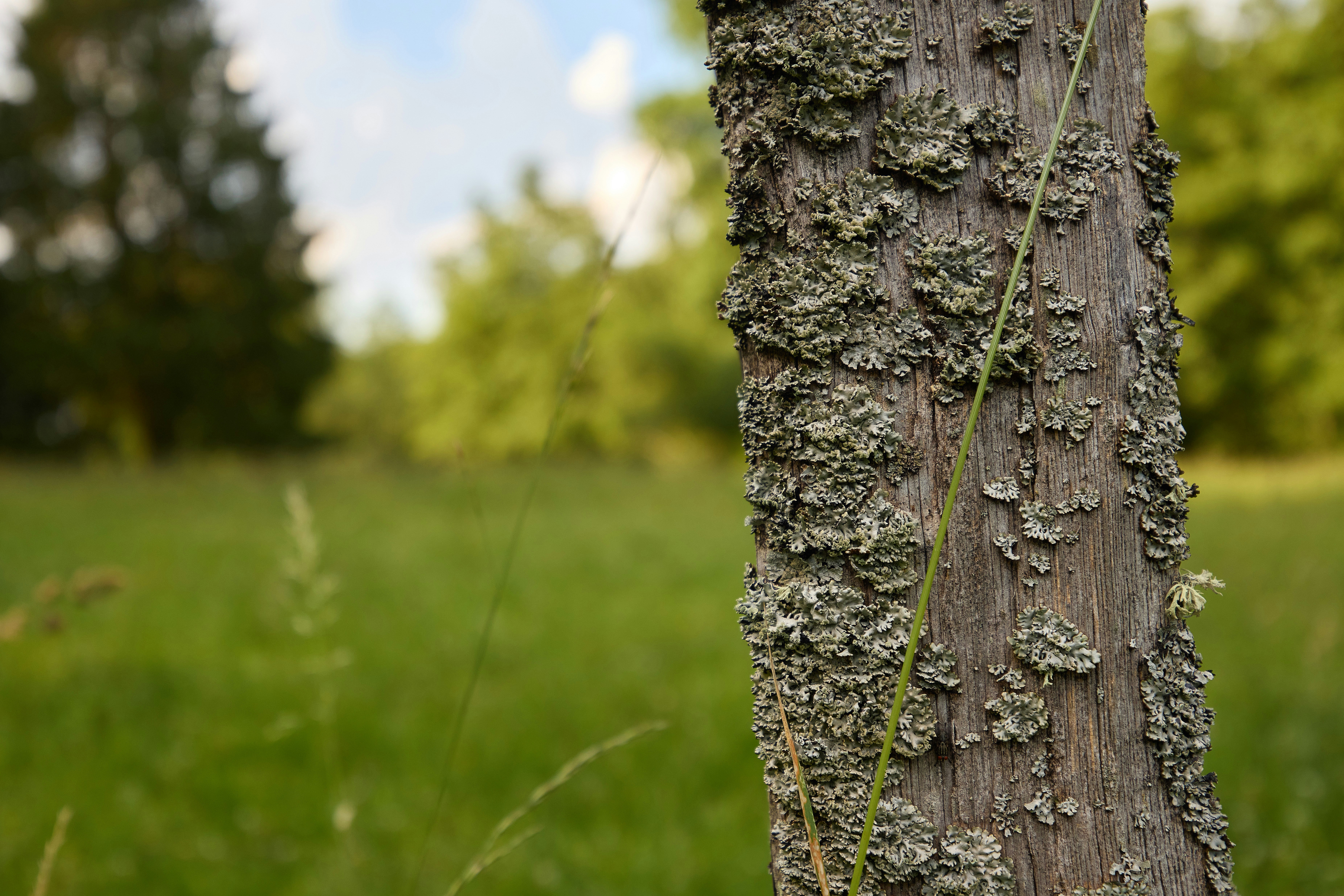 Close-up of a tree trunk with rough, lichen-covered bark in a bright, green meadow; a slender vine wraps vertically, while a blurred grassy field and trees form the background.