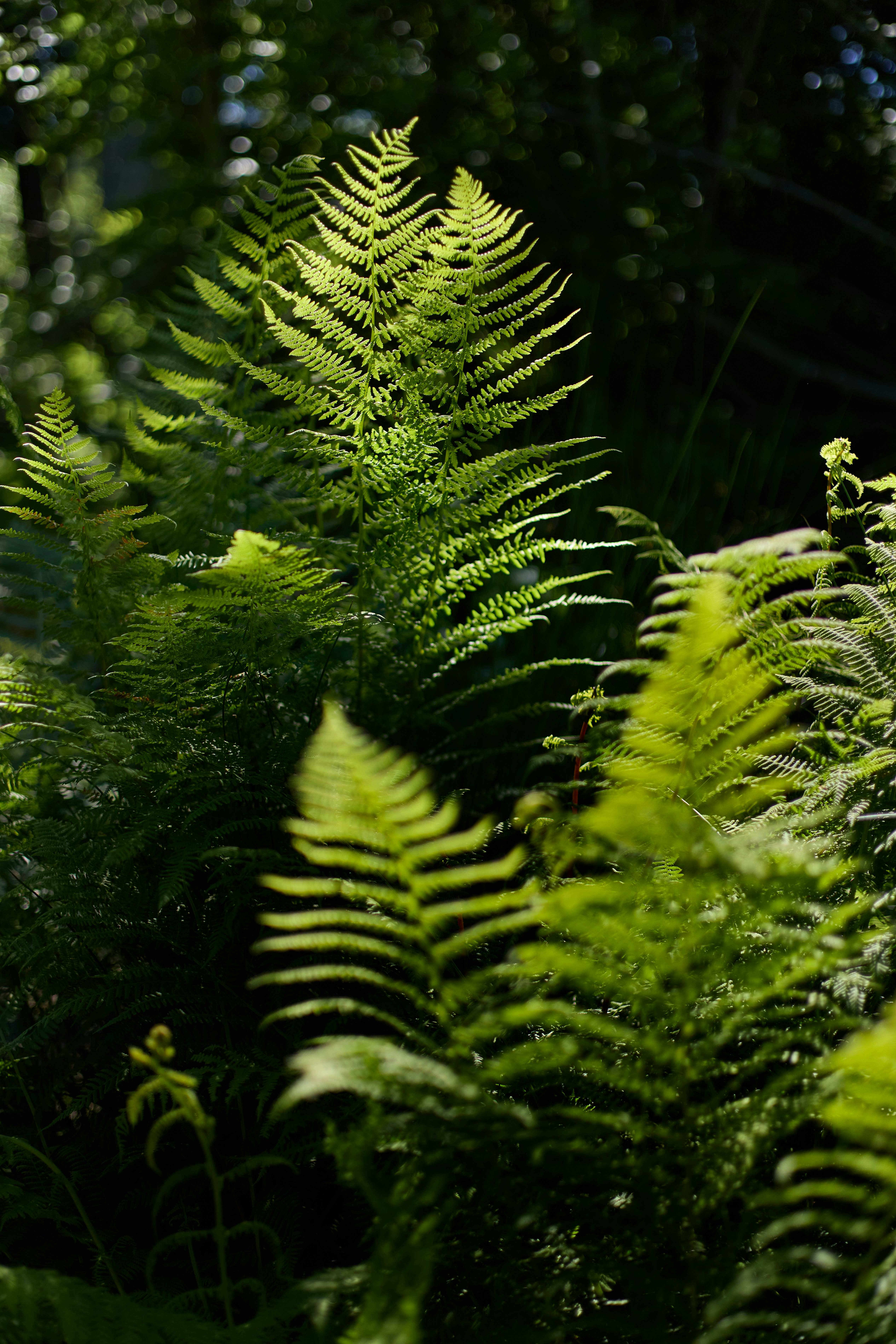 Sunlit Fern Crown Emerging from the Forest Shadow
