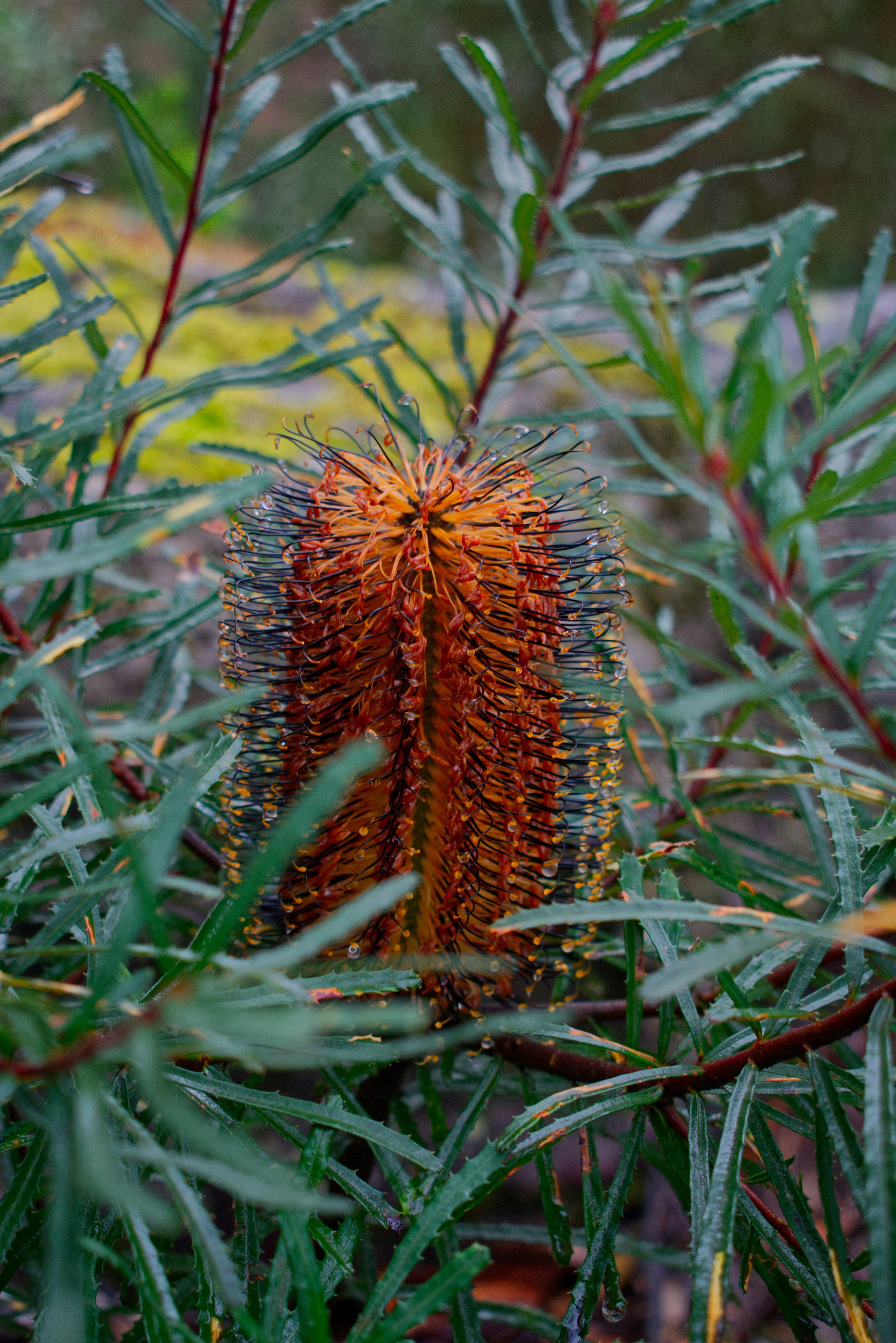 Protean Fire: A Banksia Bloom Surrounded by Needle-like Greenery