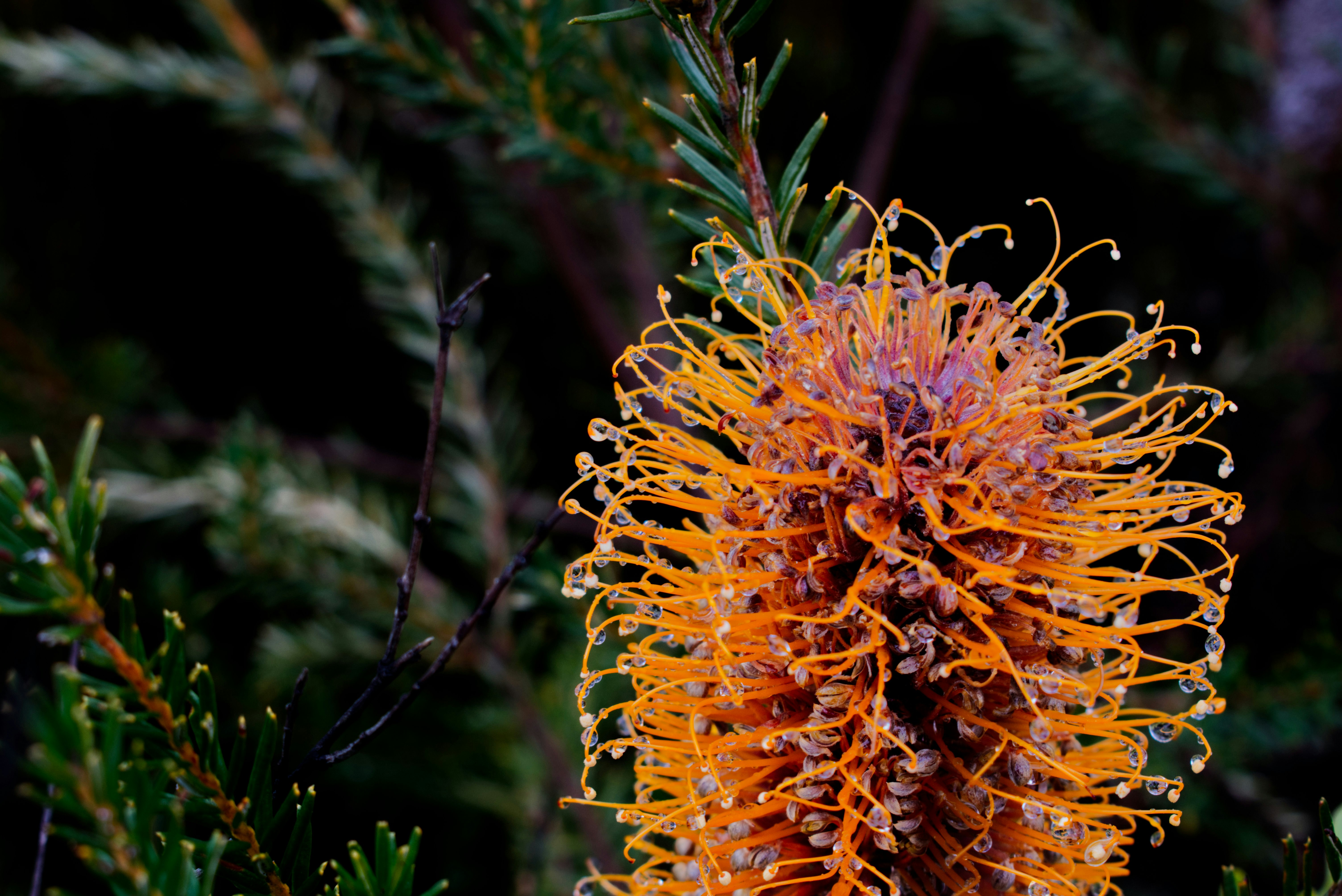 Orange Protea Bloom: Fringed Flame Amid Dark Green Foliage