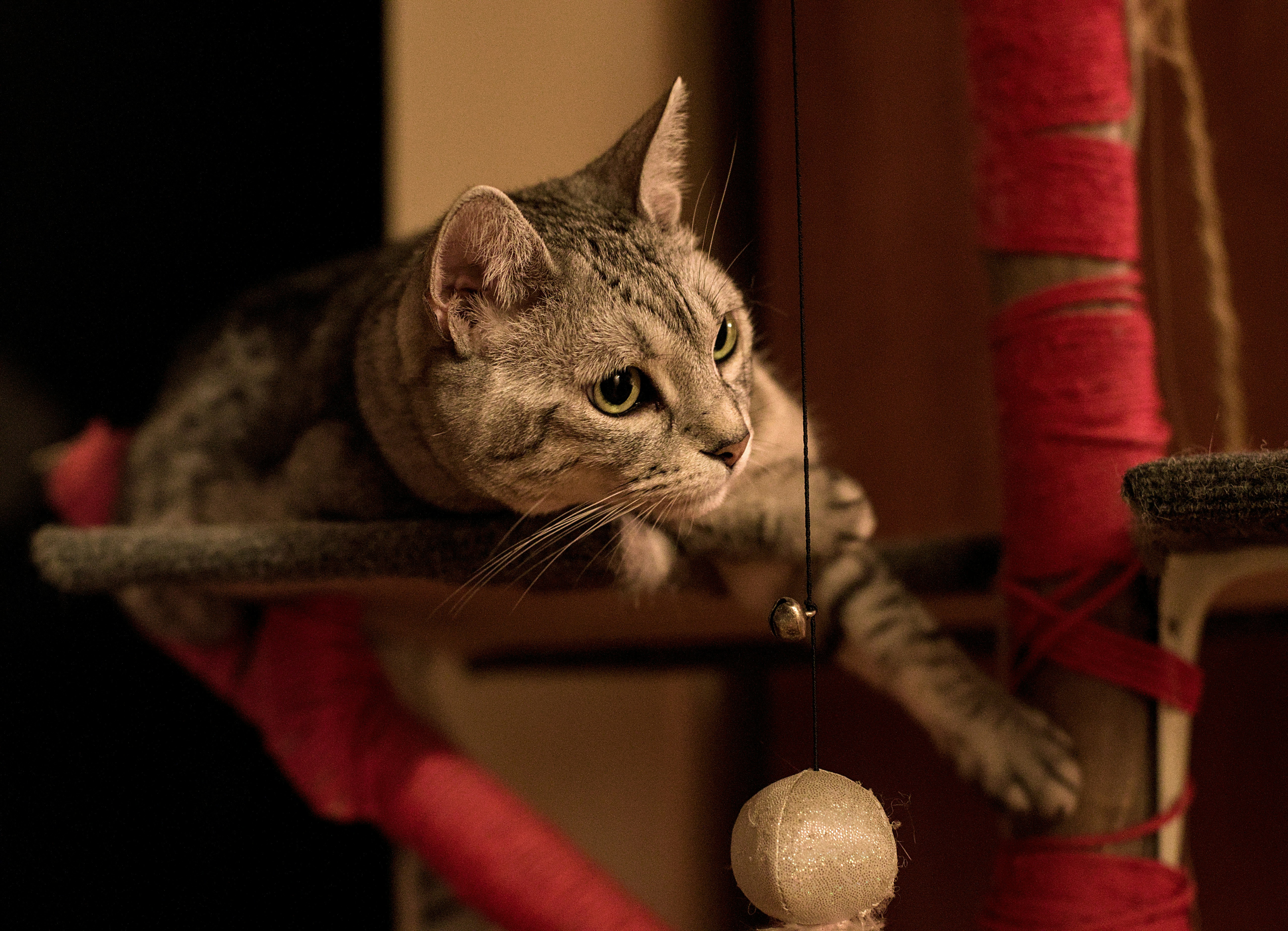 Paused Stare: Cat at the Edge of the Playful Pendulum