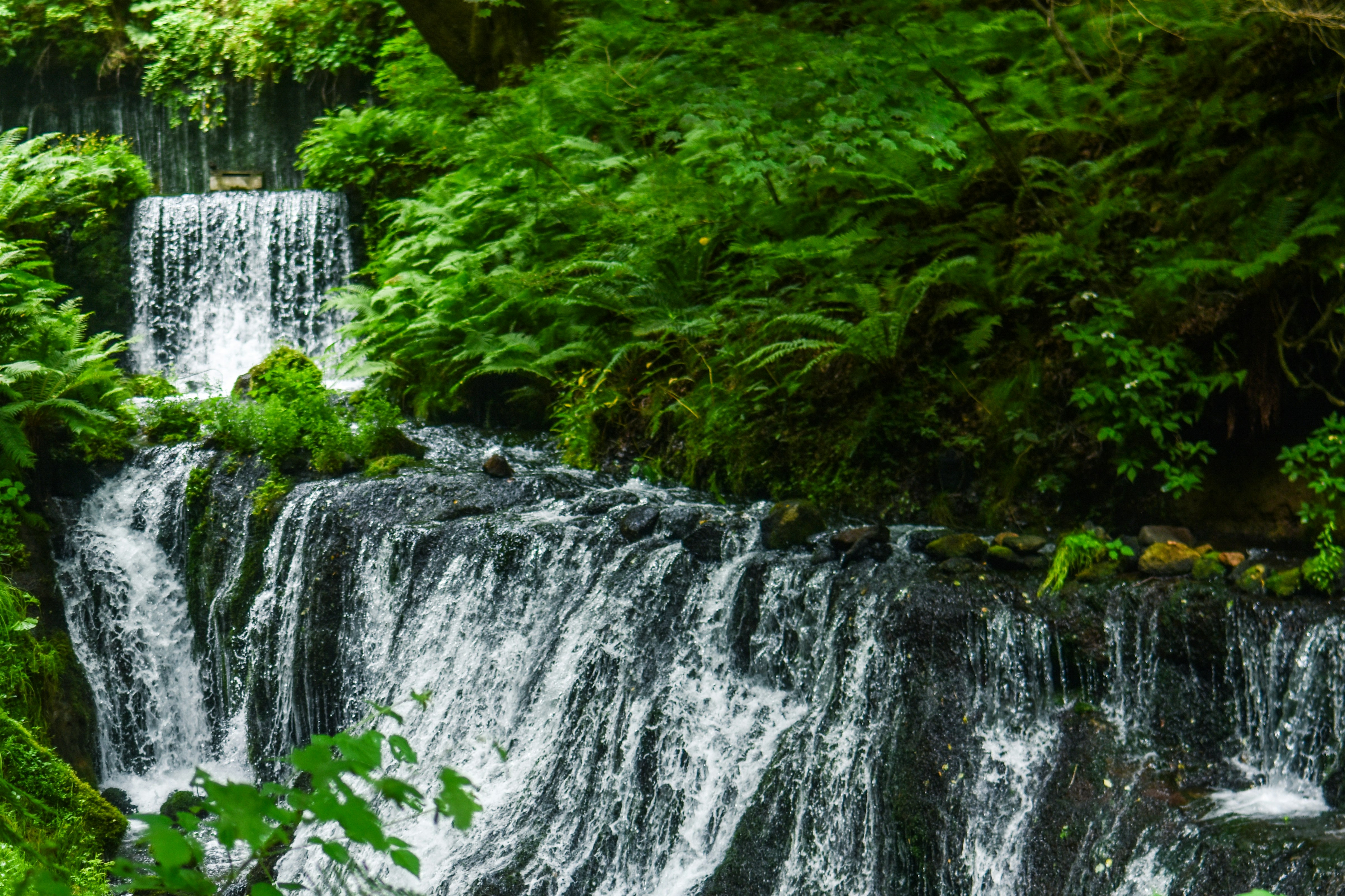 Verdant Cascade: A Hidden Waterfall Among Fronds