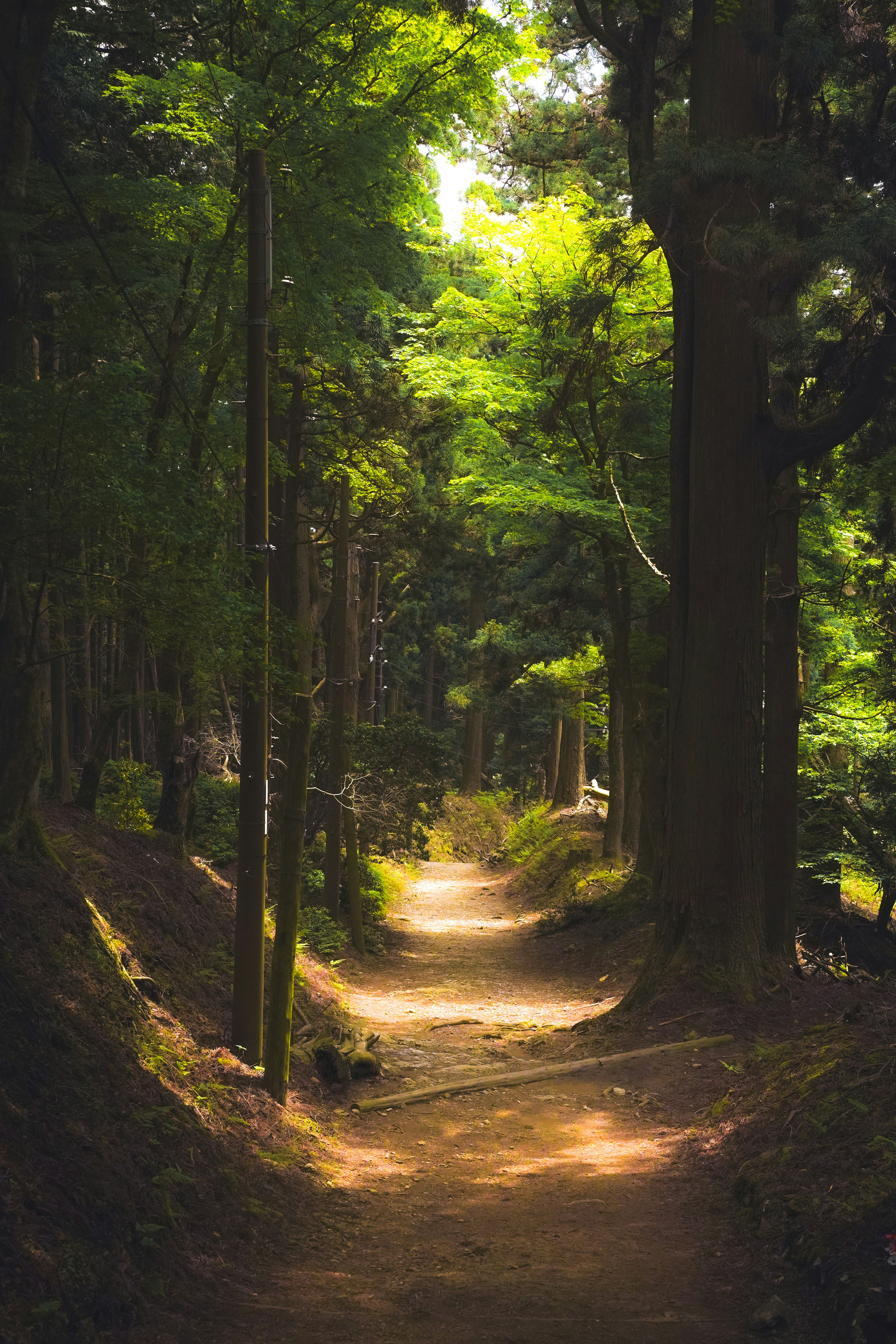 Sunlit Forest Path: A Gentle Descent Through Dawn-Kissed Trees