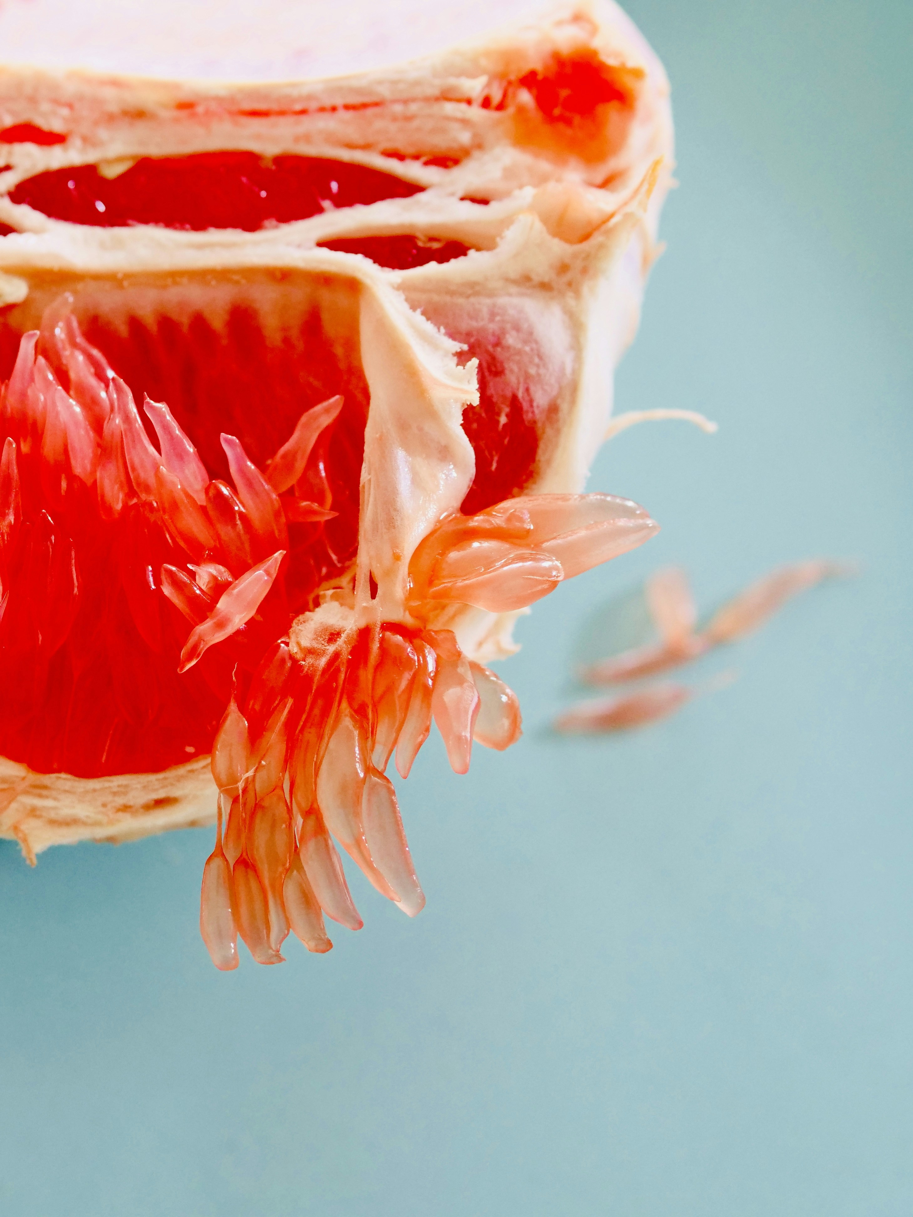 Close-up macro of a halved crustacean showing internal tissues and gills against a soft blue background; emphasizes the texture and translucence of the cut sections. This is a macro still of a biological specimen.