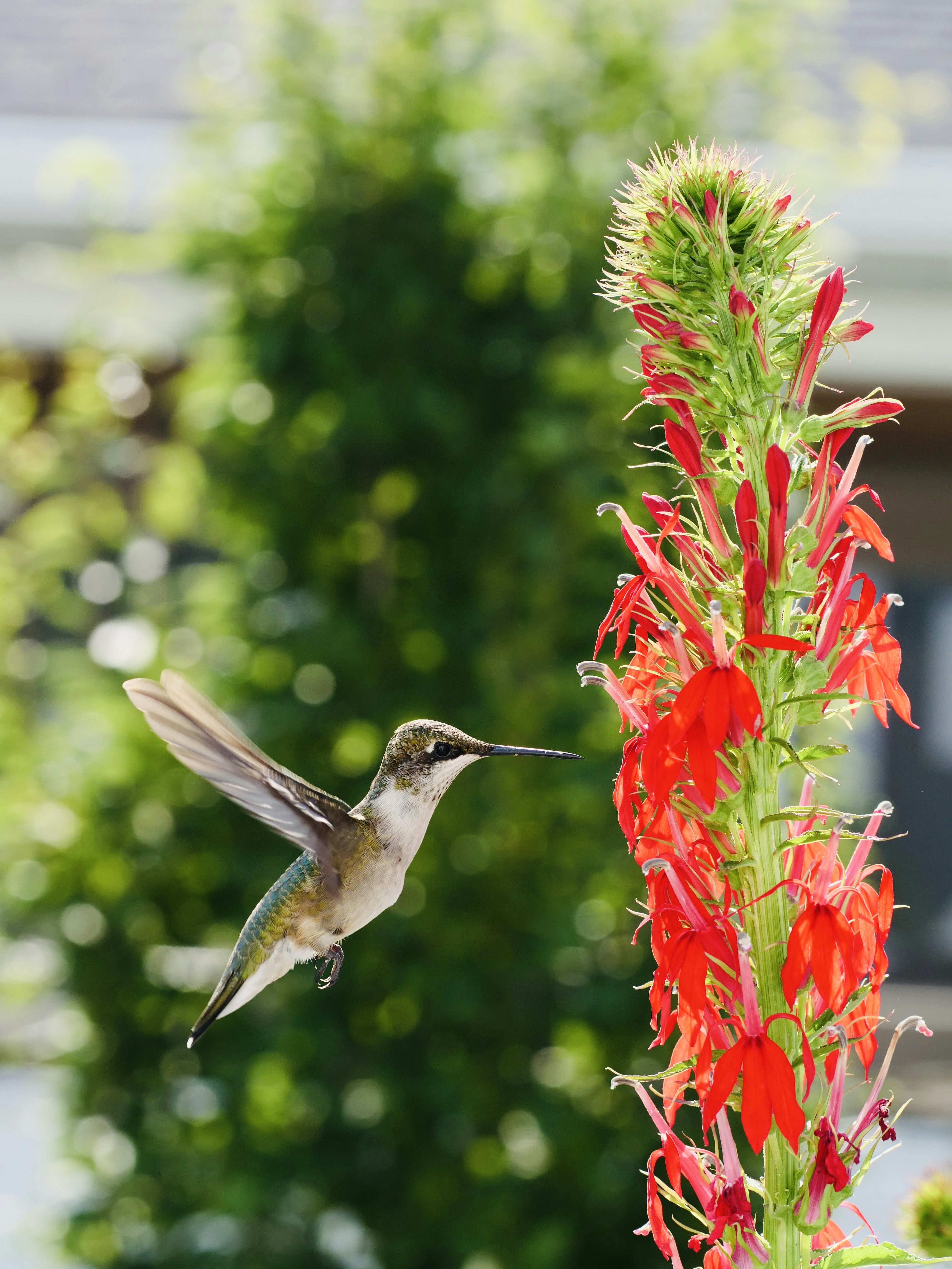 Hummingbird in a Scarlet Spike