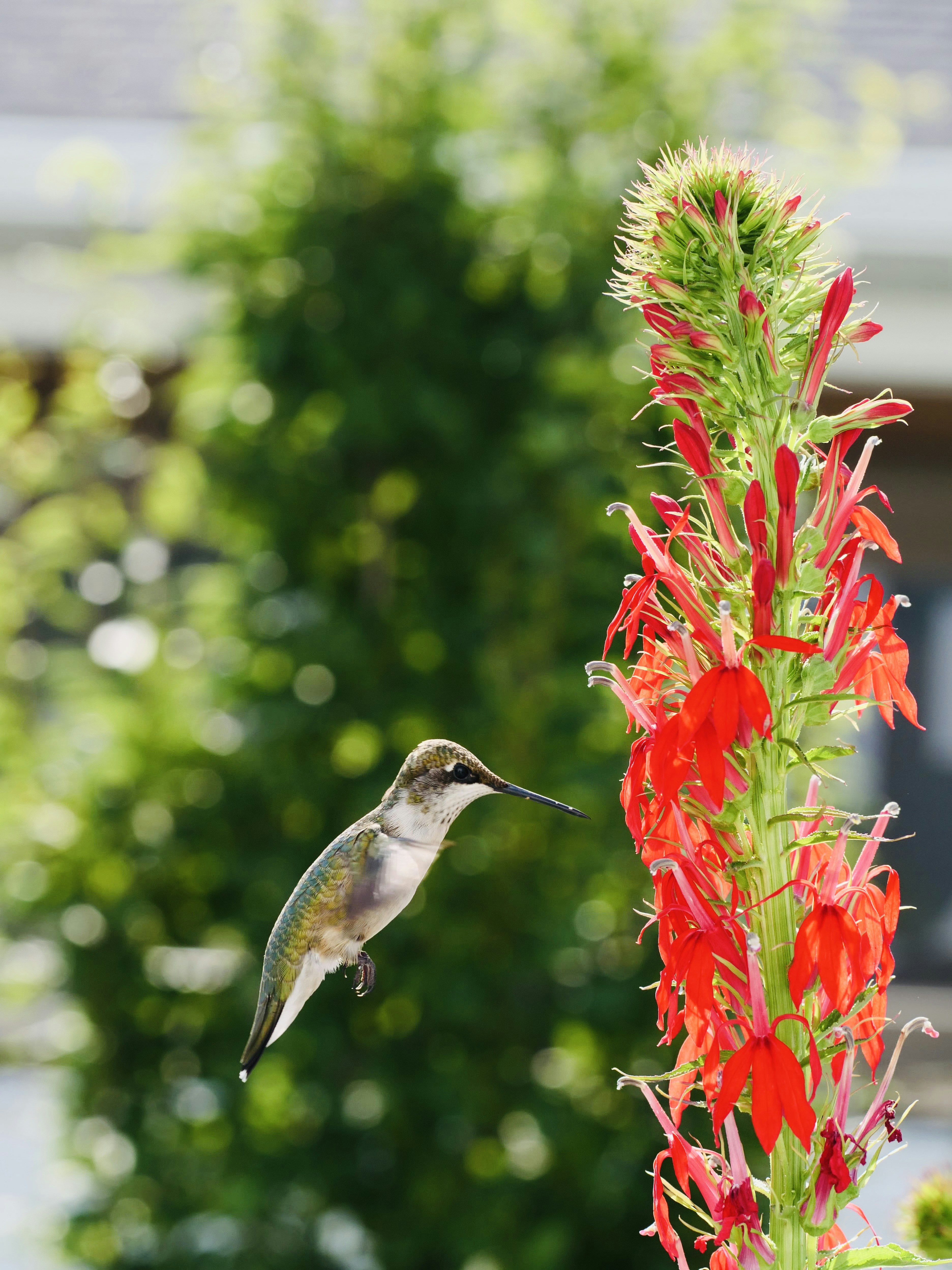 Hummingbird in Sunlit Contrast: Red Torch Flower in Focus