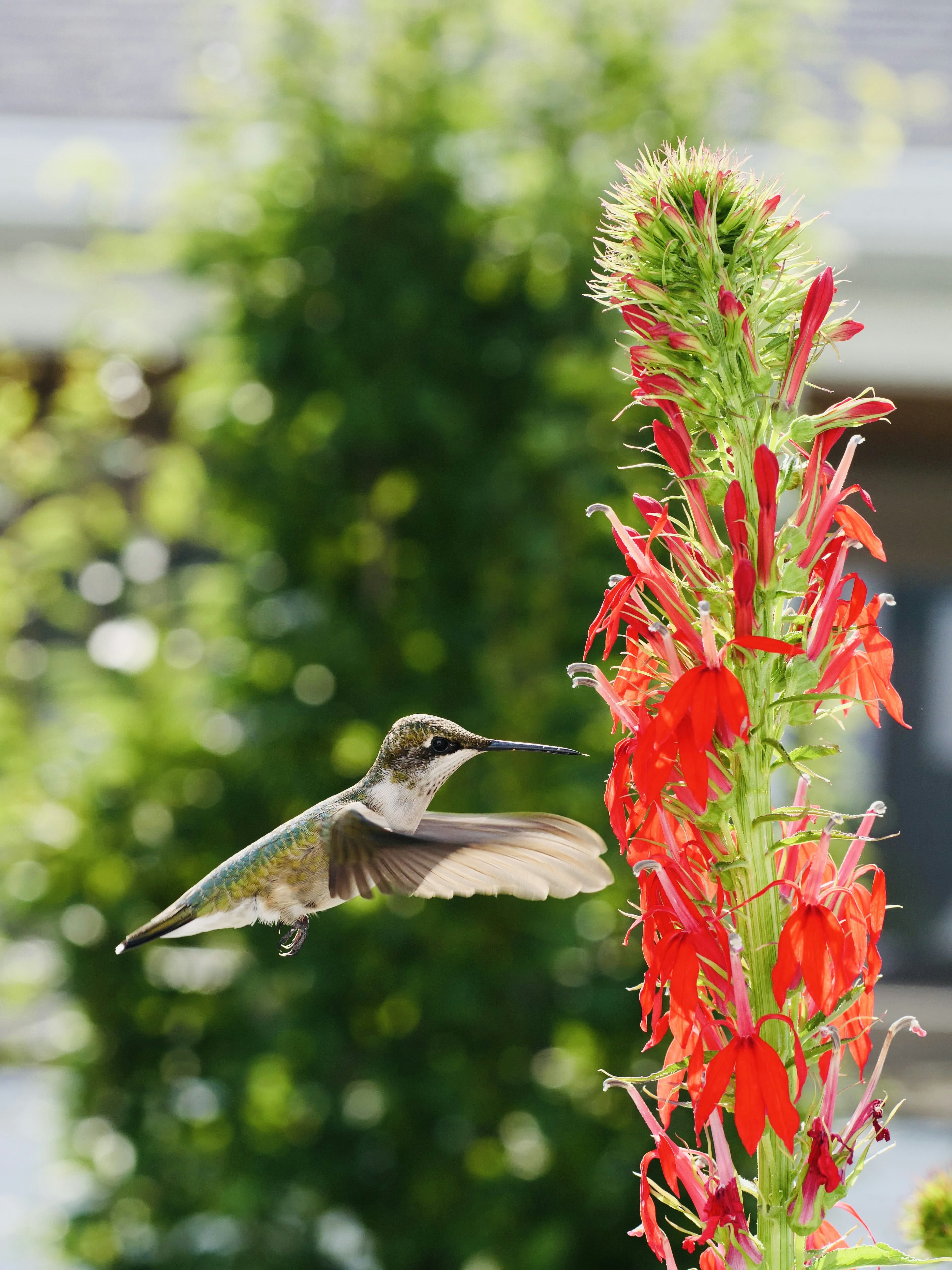 Hummingbird in Flight Near a Flaming Spike of Red