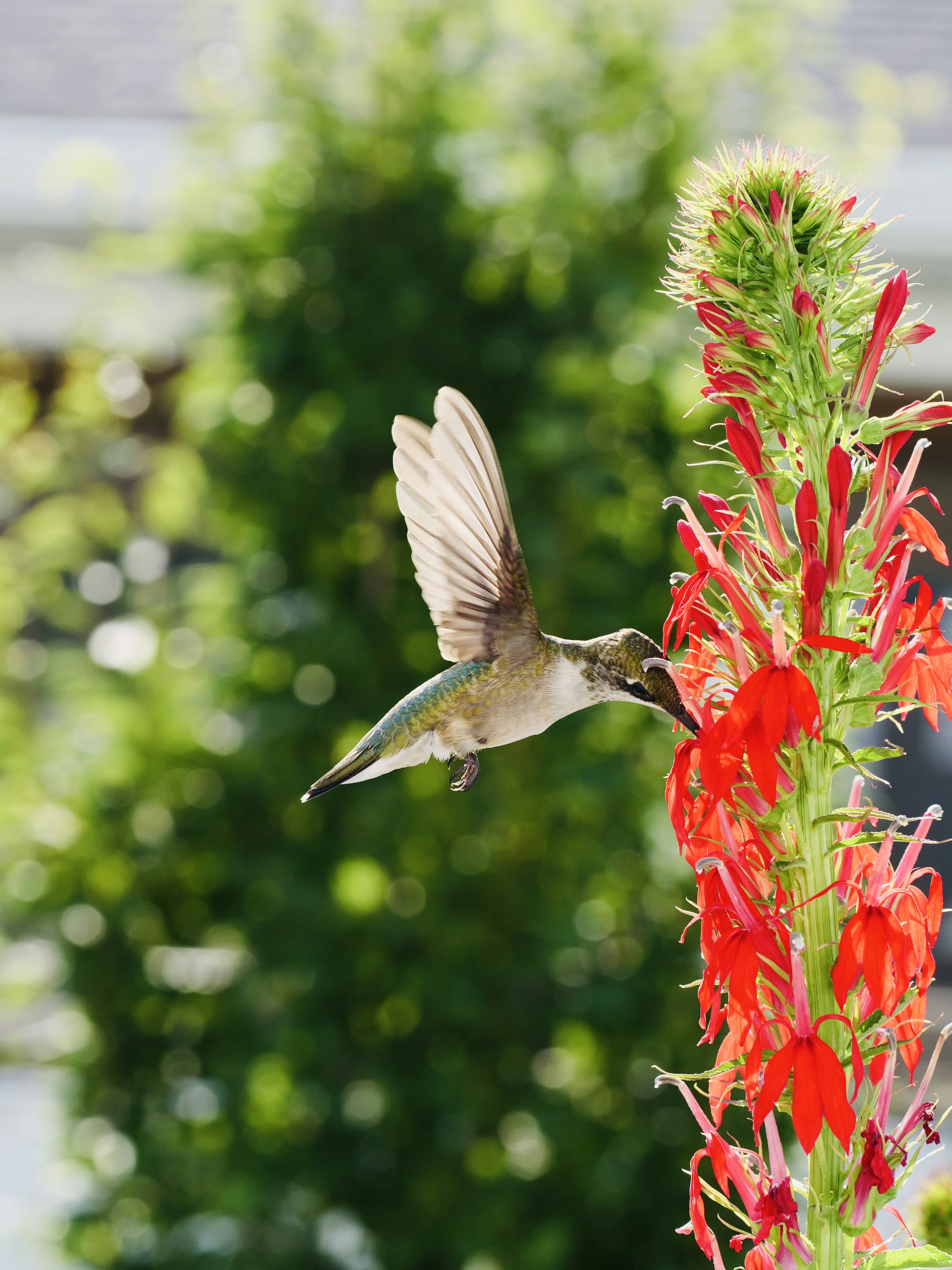 Hummingbird in a Scarlet Bloom: A Burst of Motion and Color
