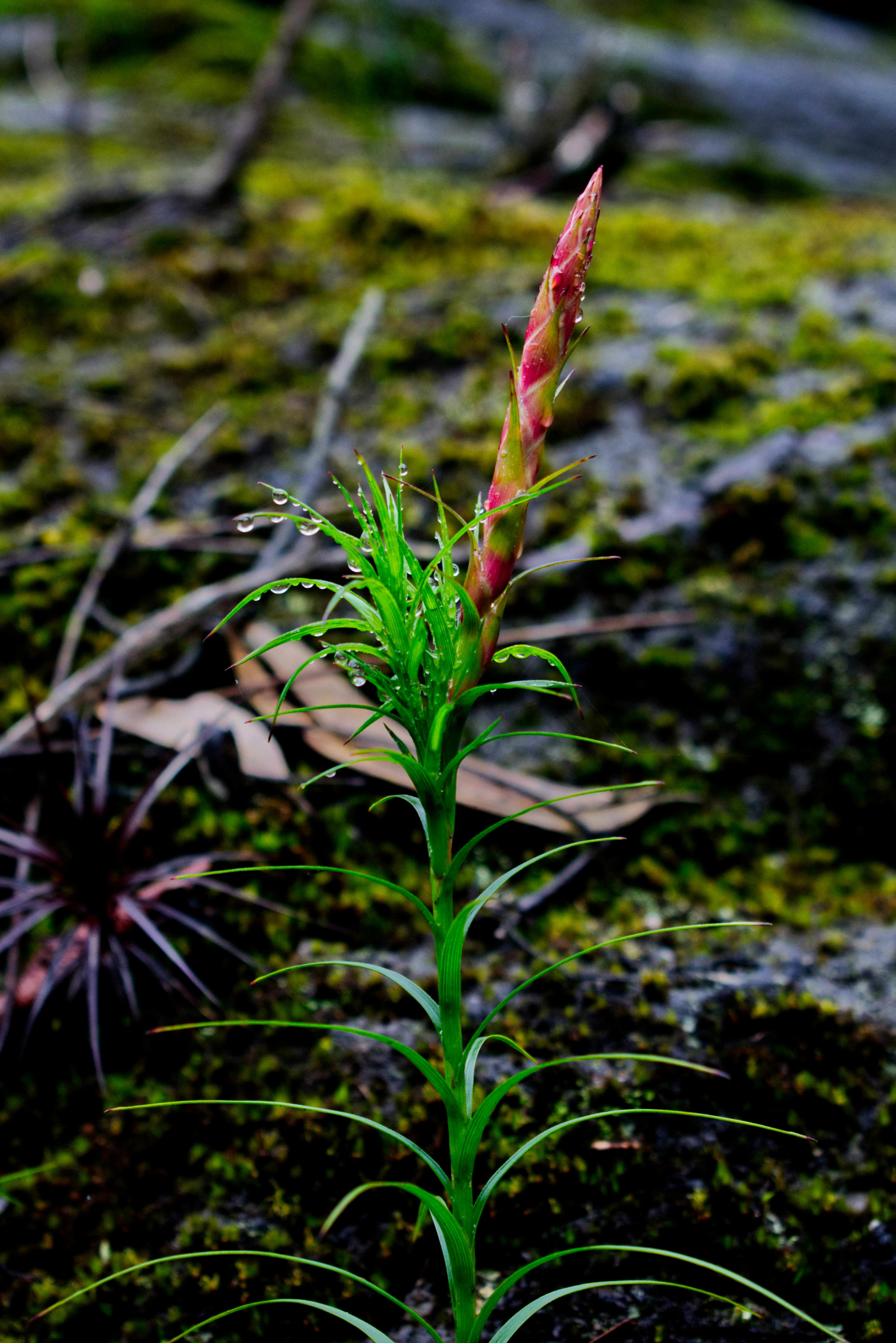 Emerald Spiral: A Mossy Stem Reaching Toward a Bud