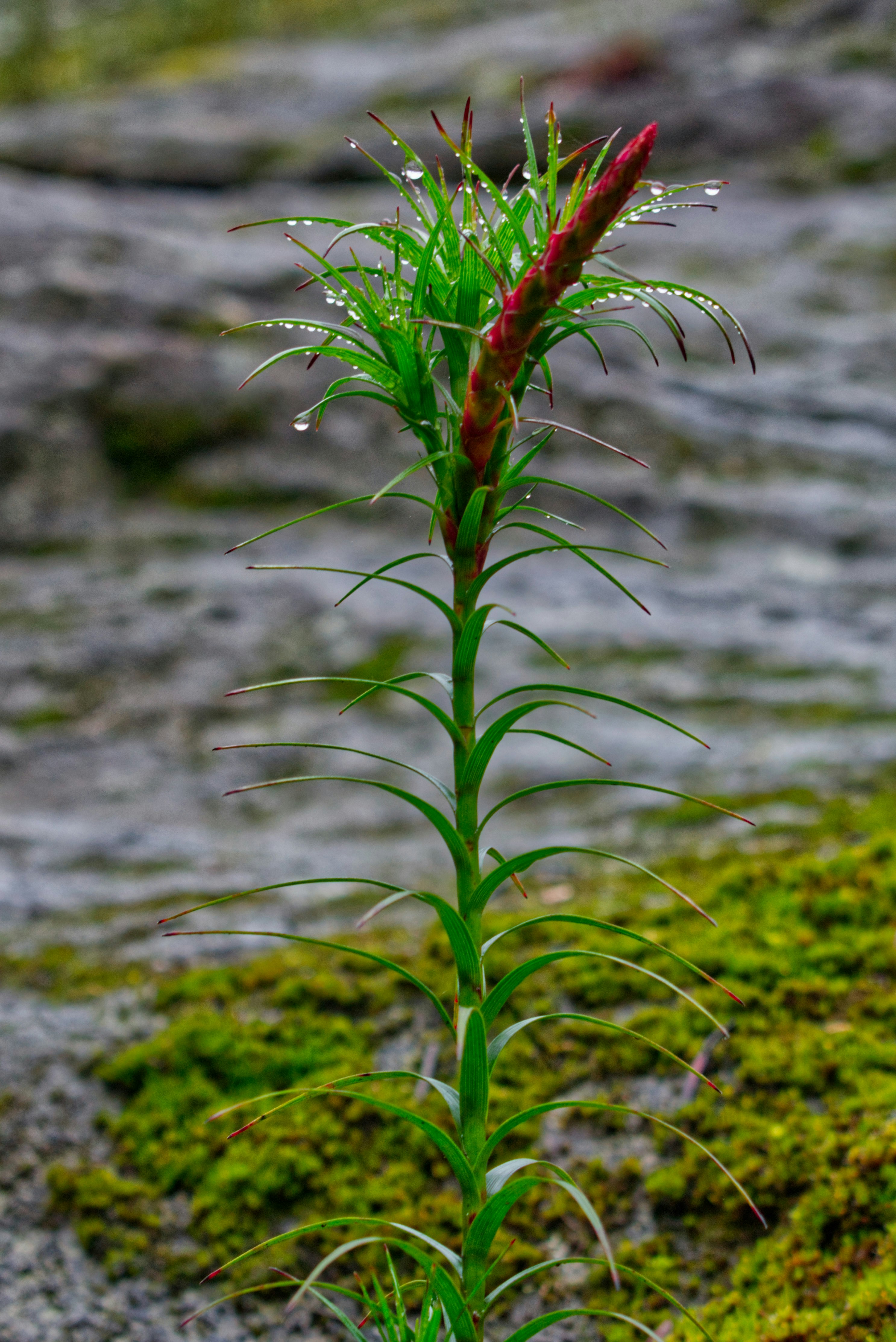 Emerald Spike Reaching Toward the Quiet Sky