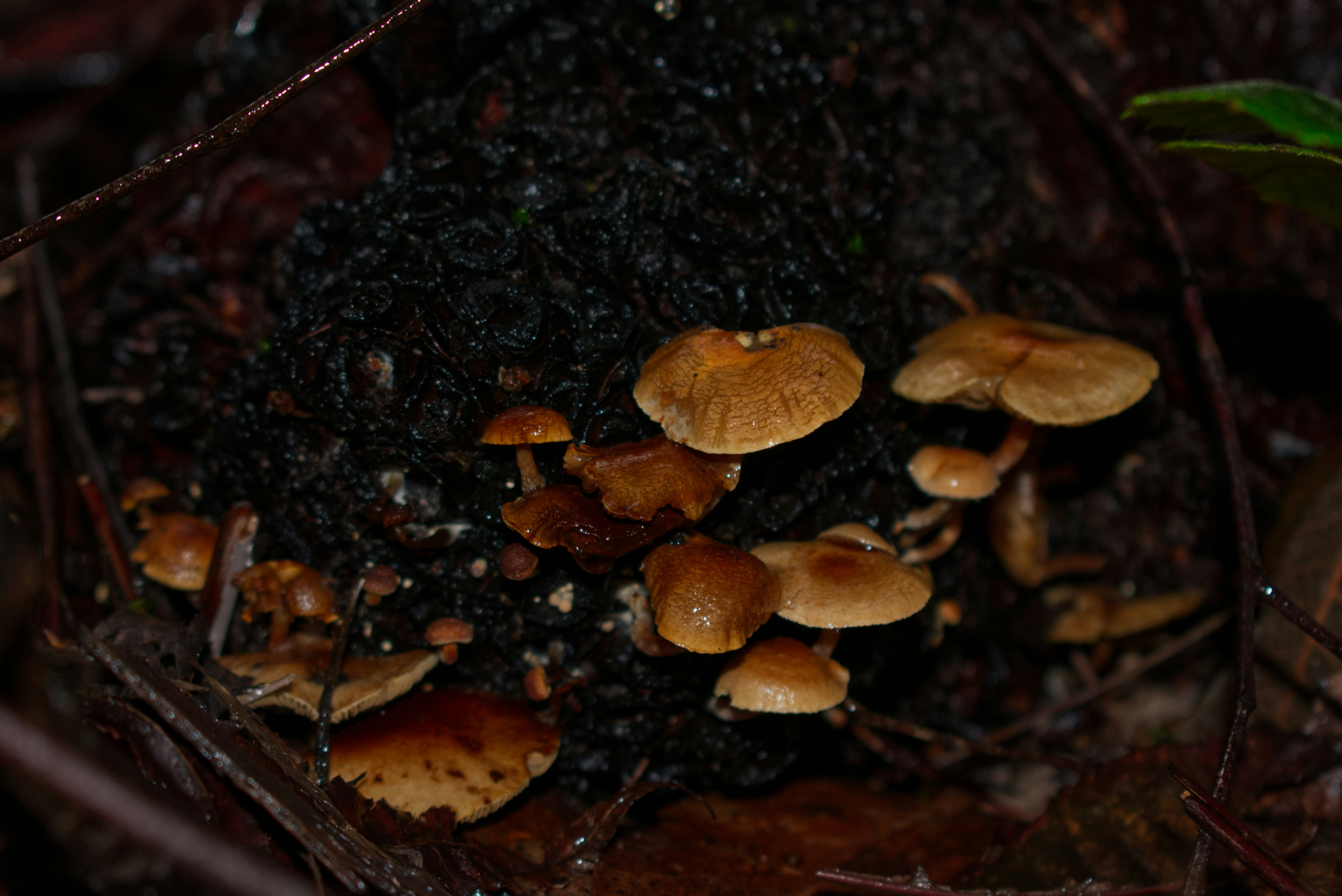 Mushroom Choir in Dark Pine Bed