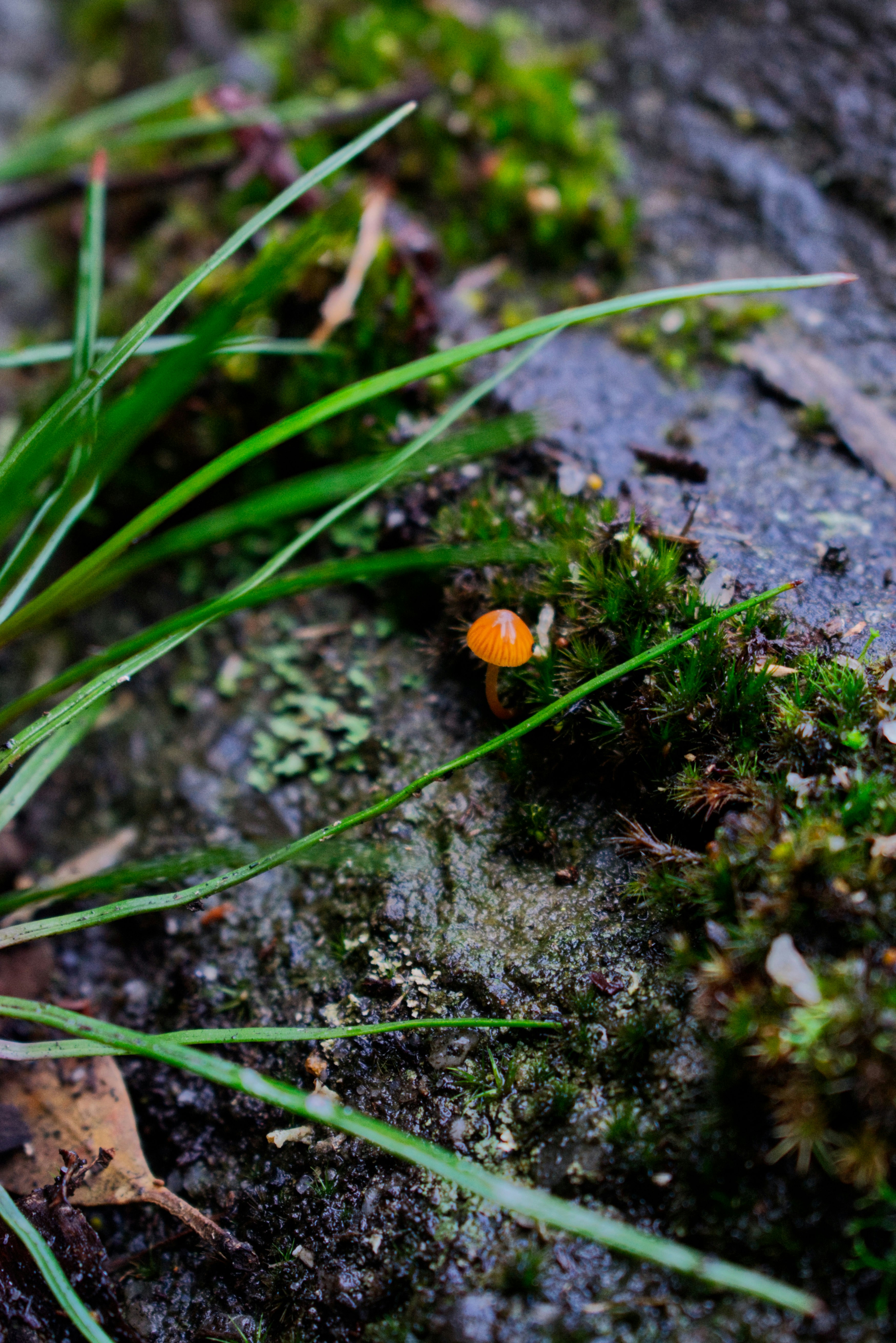 Orange cap fungus amid moss and grass on a rocky surface