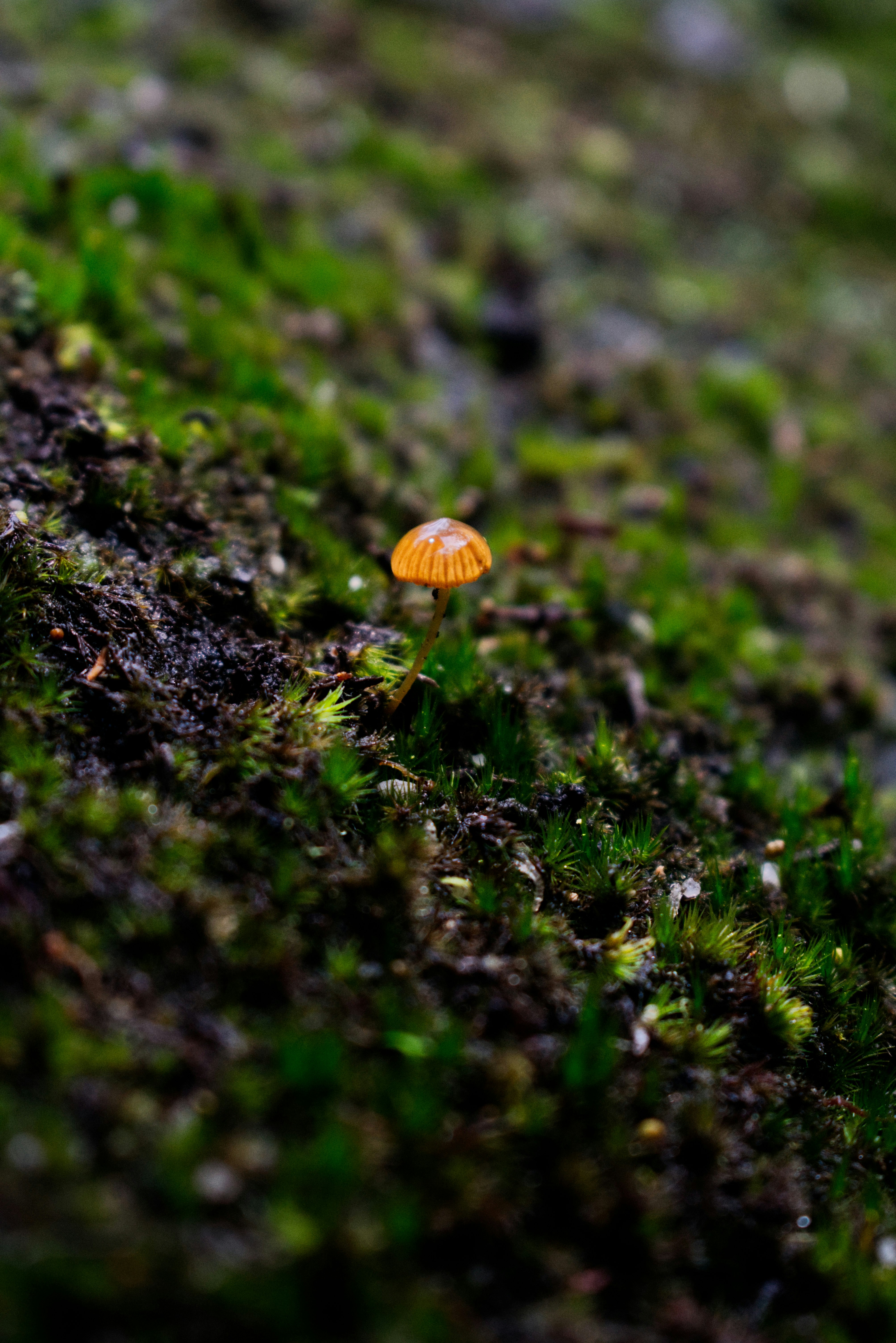 A lone amber mushroom anchors a mossy forest floor