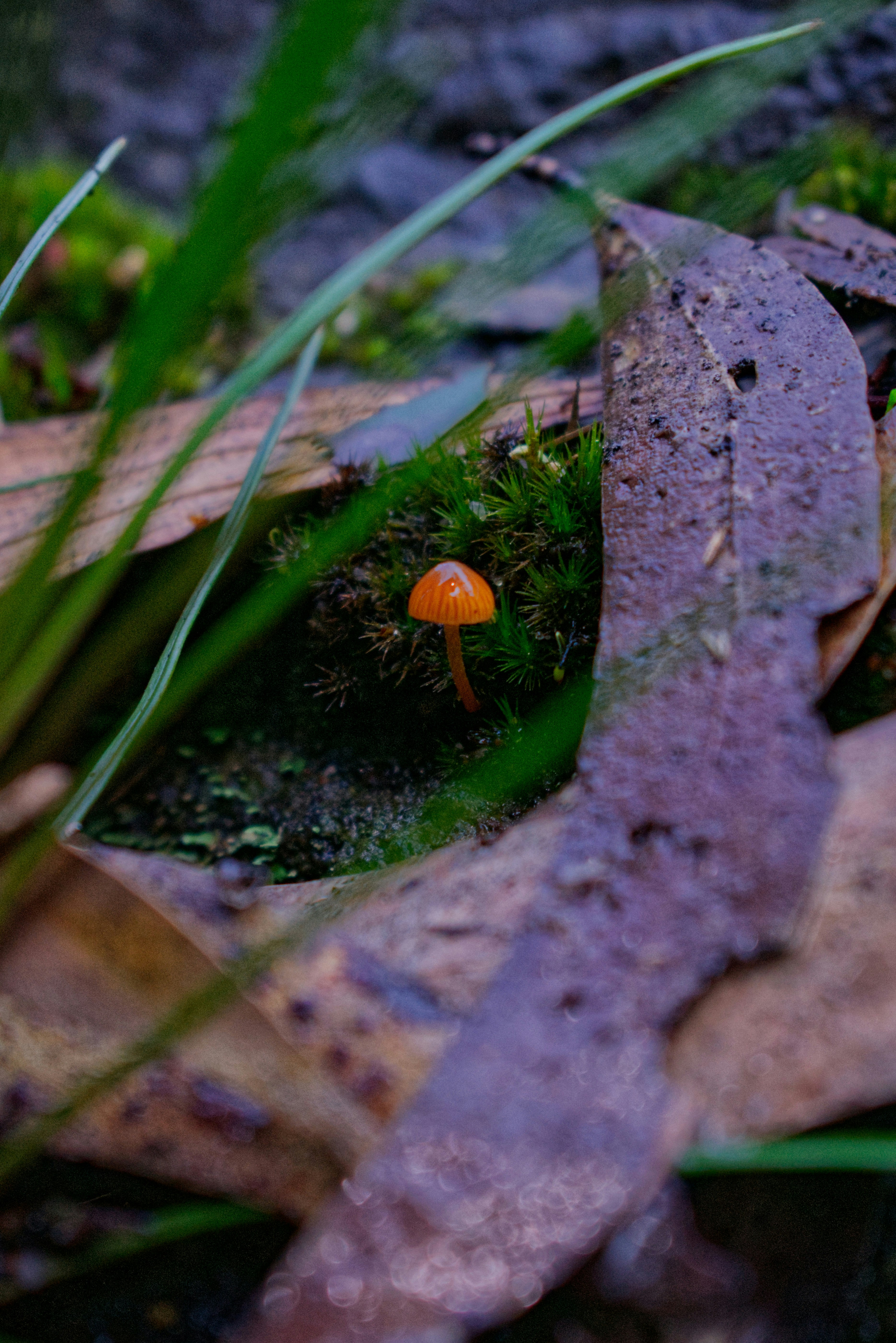 Tiny Orange Cap Riding Mossy Green: A Hidden Forest Mushroom