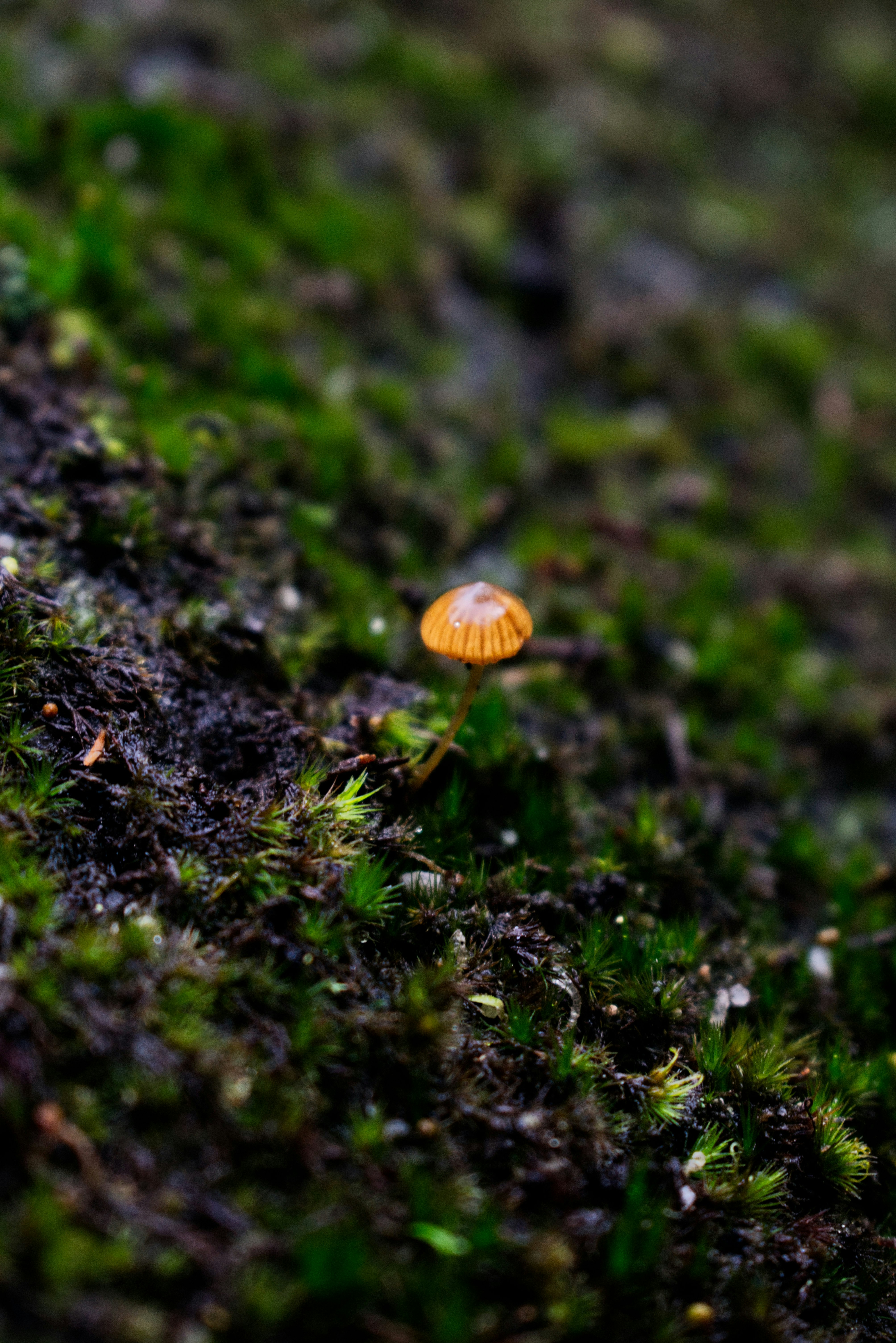 Tiny Fungus Lantern: a solitary orange cap amid mossy green undergrowth