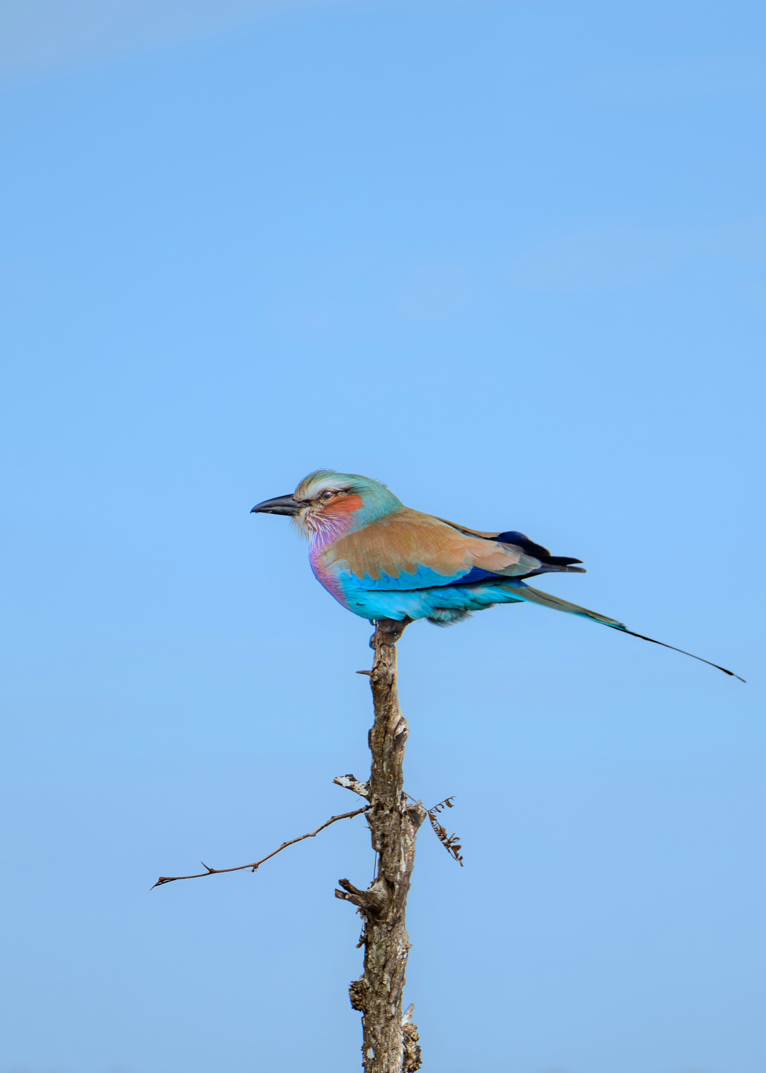 Azure Kingfisher on a Bare Branch Under a Clear Sky