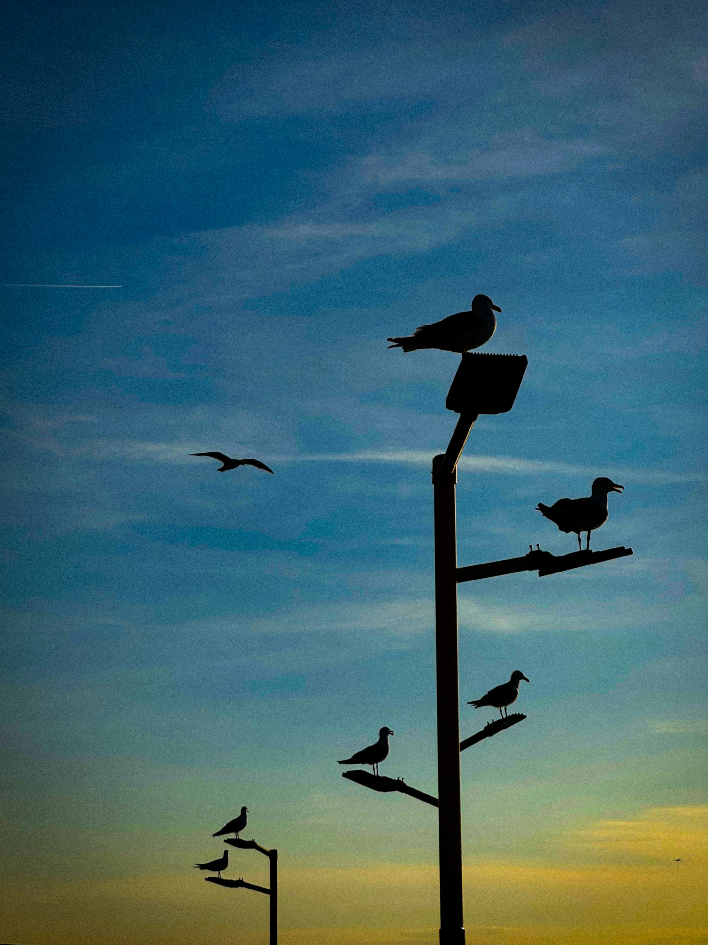 Silhouetted birds perch on lampposts against a fading gradient sky, conveying a quiet, industrial calm at dusk.
