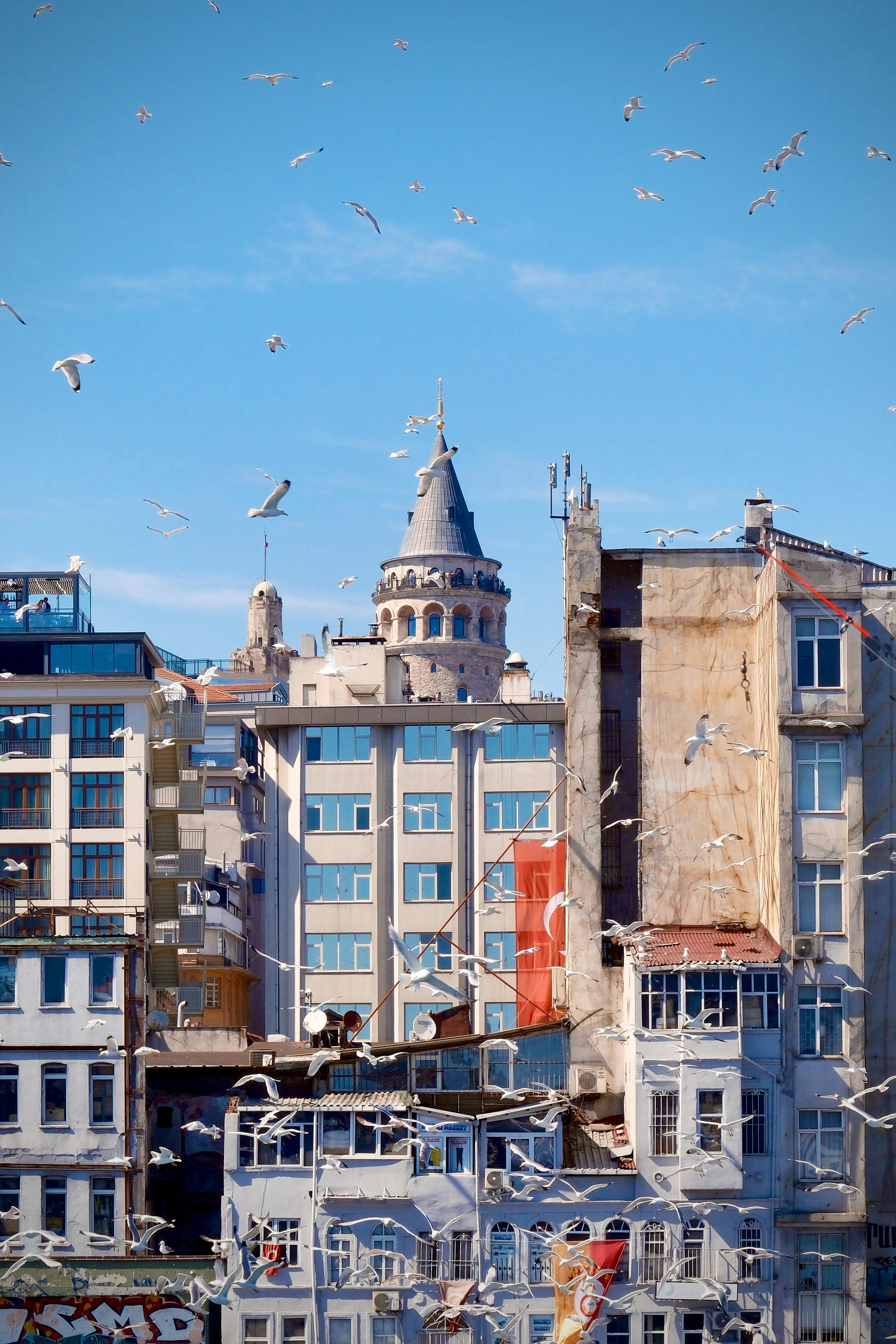 Seagull Chorus Over a Turkish Rooftop Mosaic