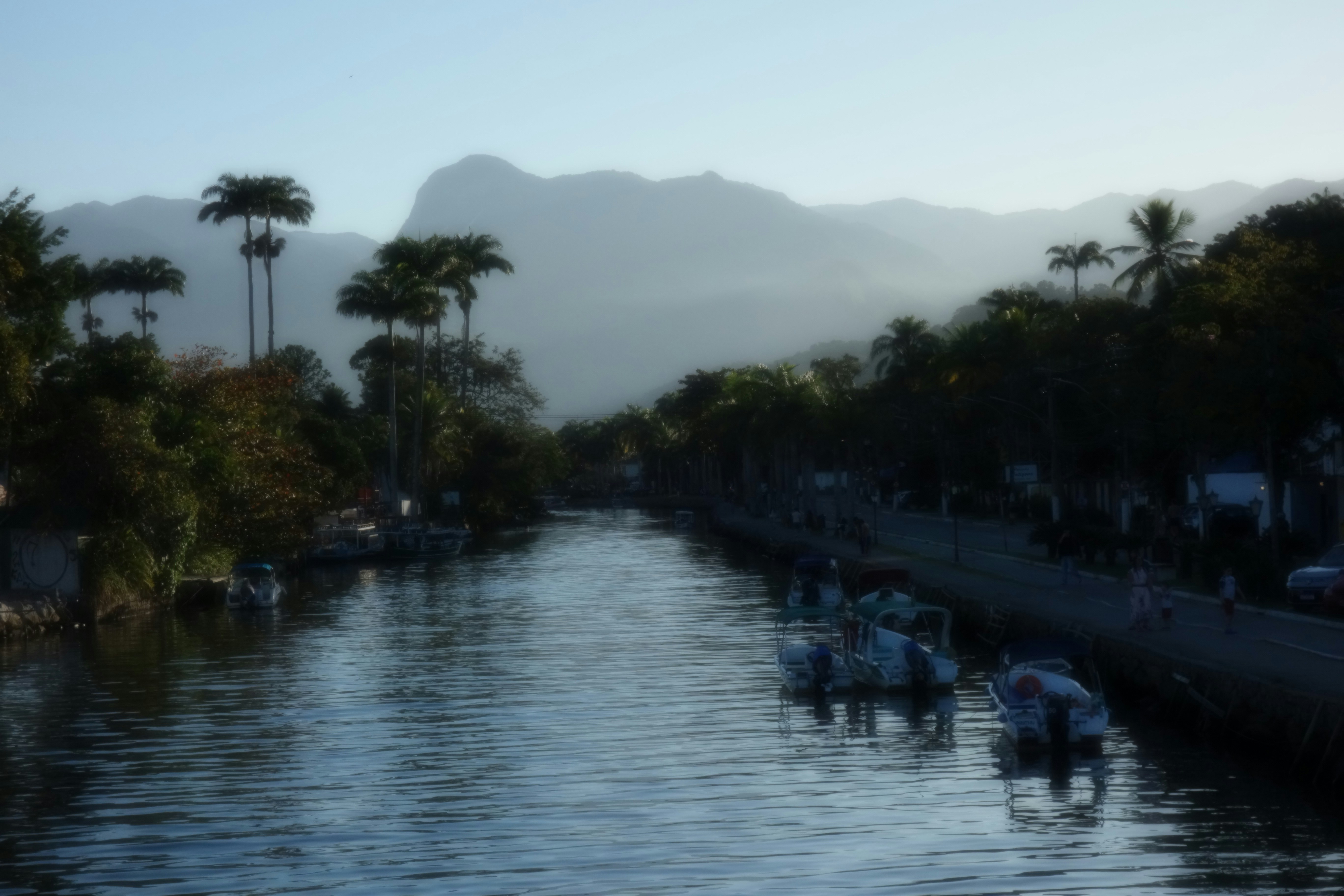 Mist over the Palm-Lined Canal at Dawn