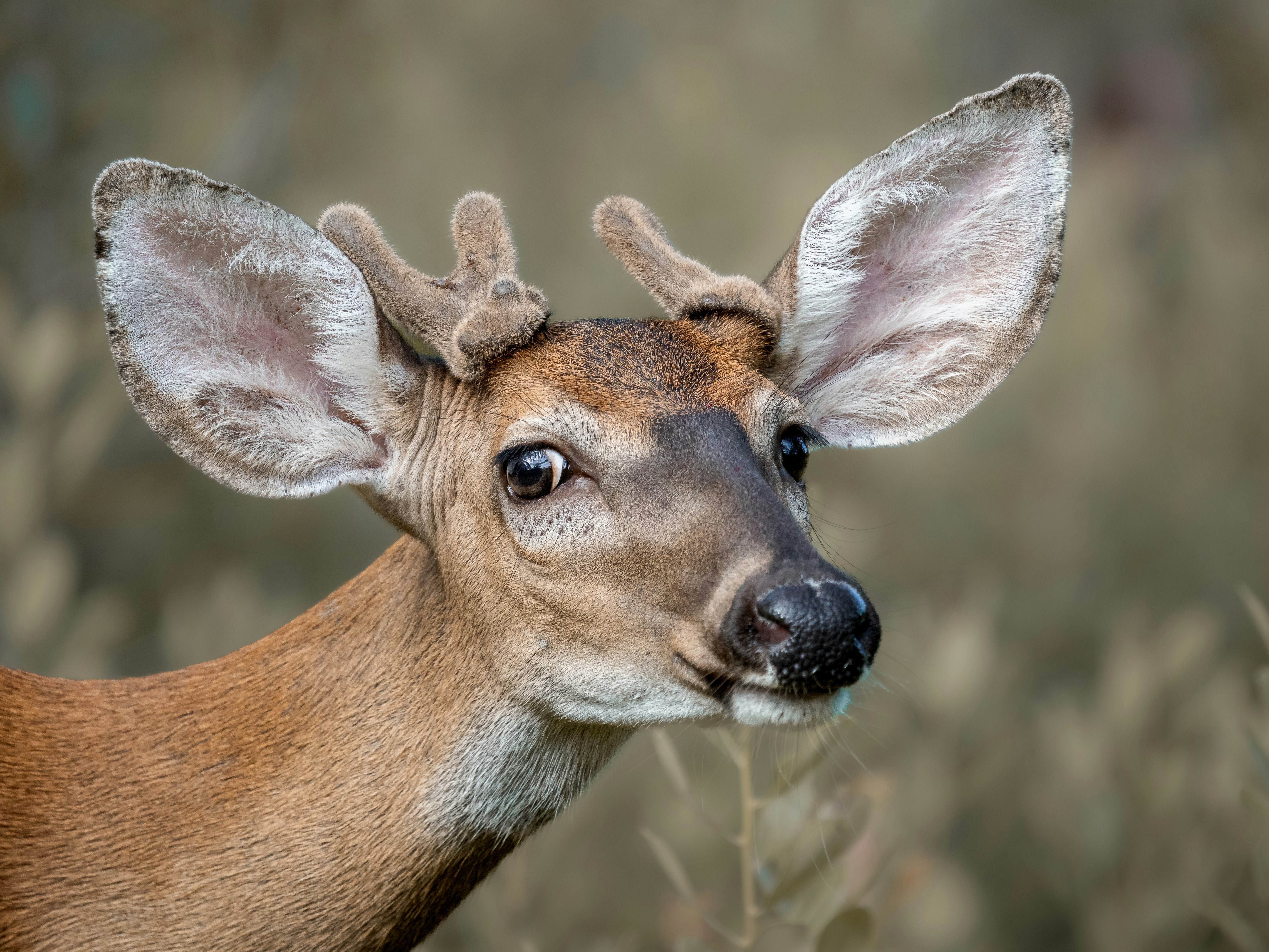 Curious Buck in Soft Backlight