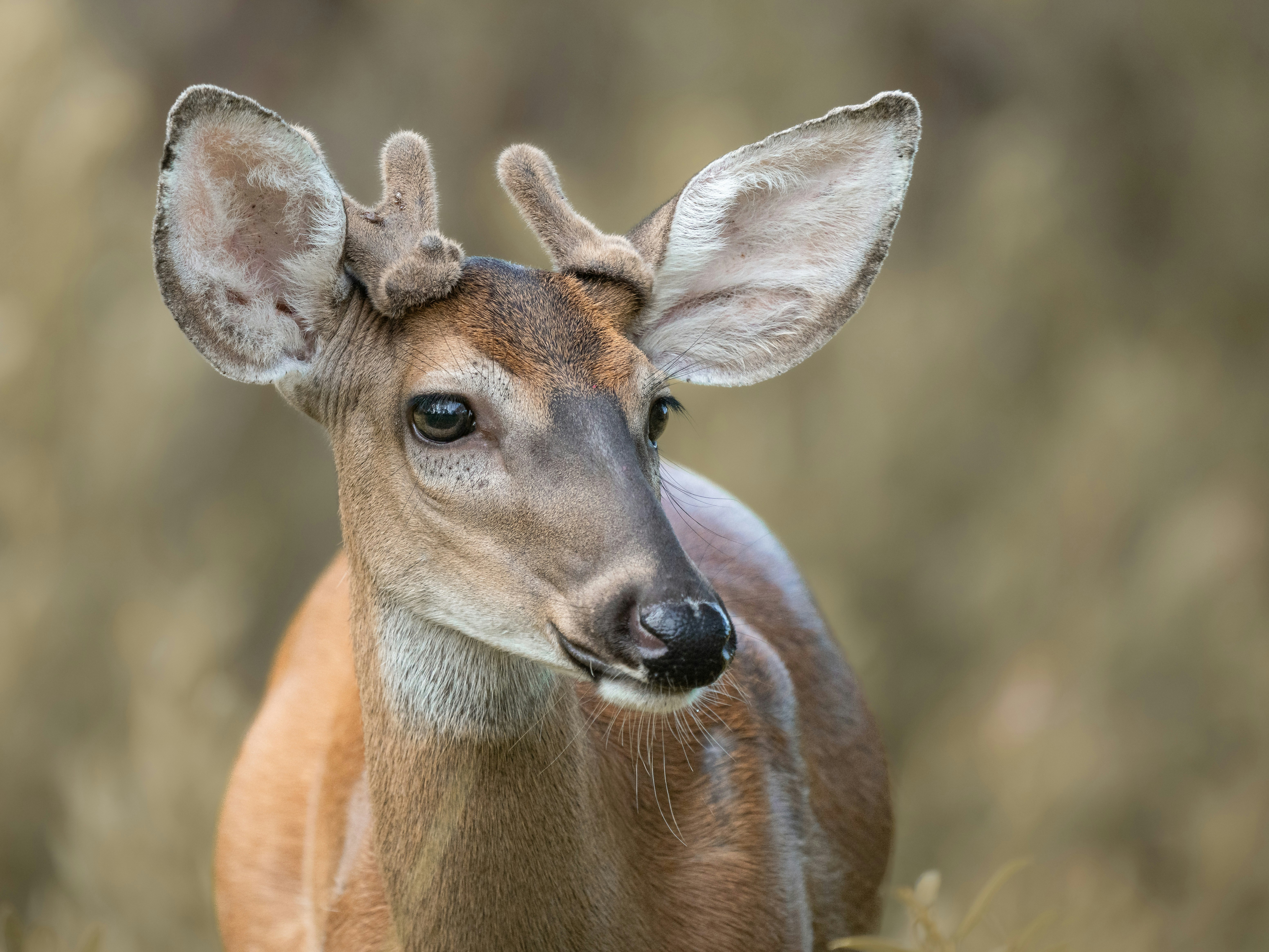 Antlers in Focus: A Curious Deer Portrait in Soft Autumn Light