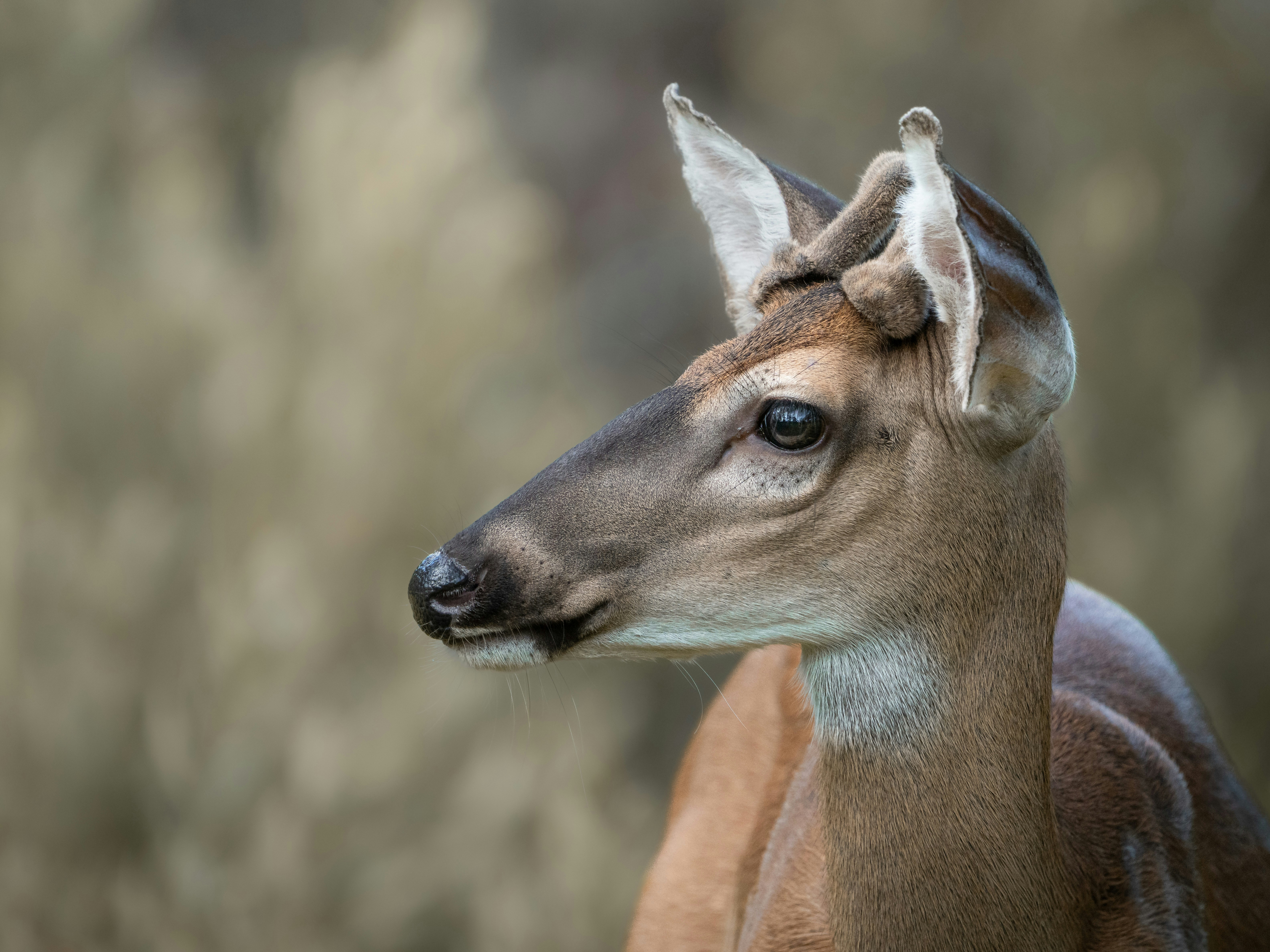 Side-Profile Impala: Quiet Gaze Through The Grass