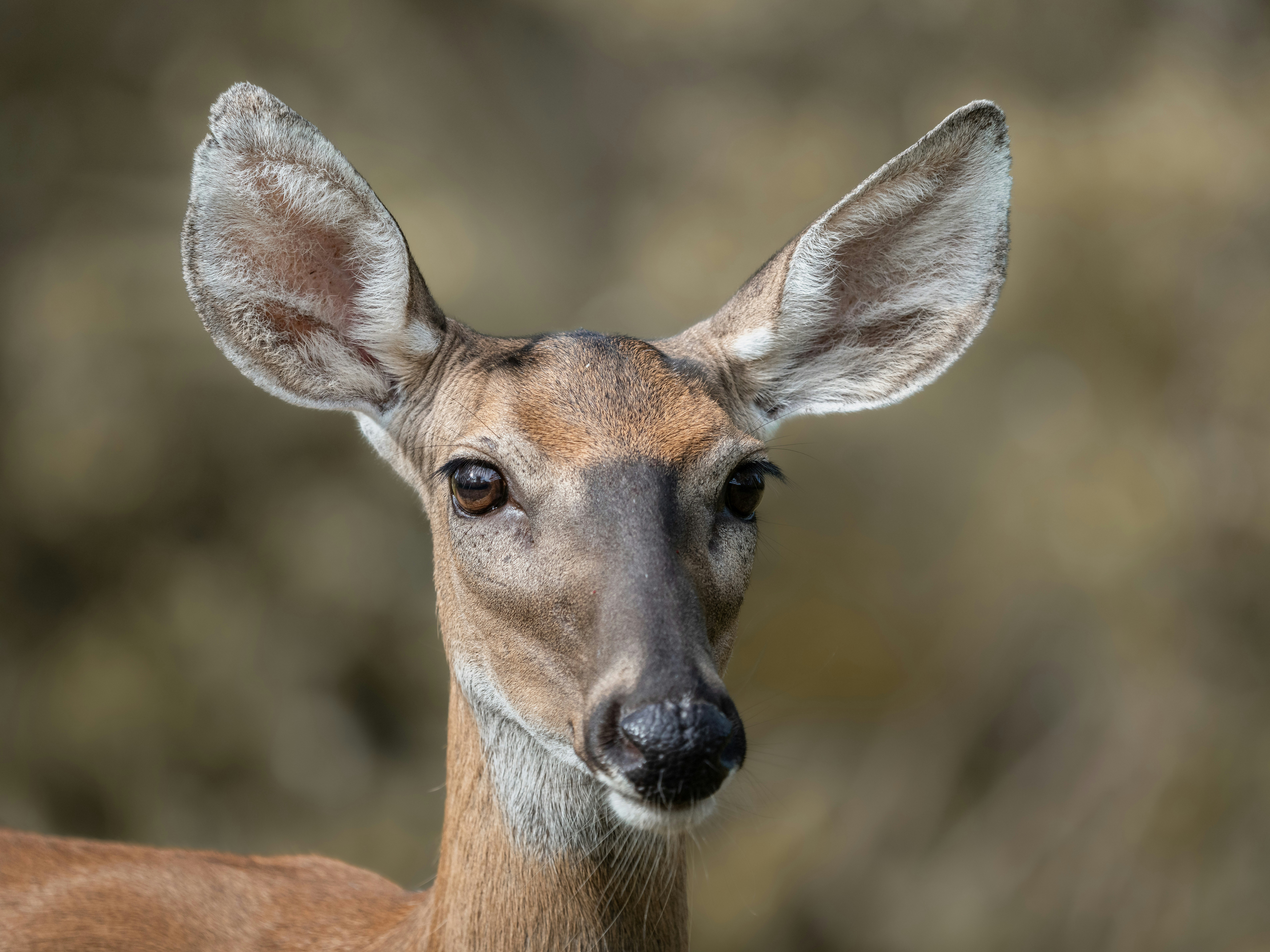 Close-up of a curious deer: focus on the alert face