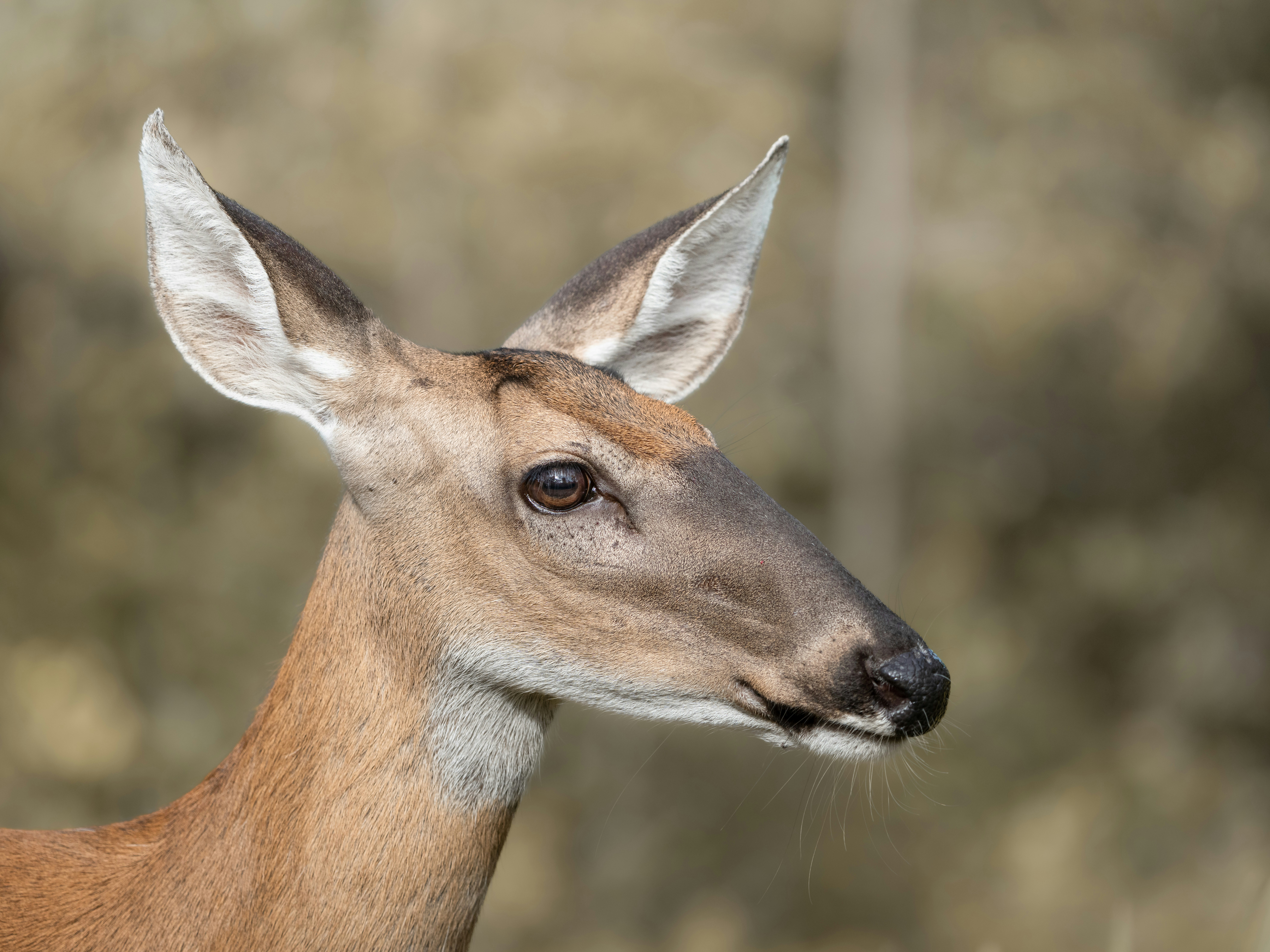 Profile of a Red Deer Doe: Alert Ears and Soft Eye