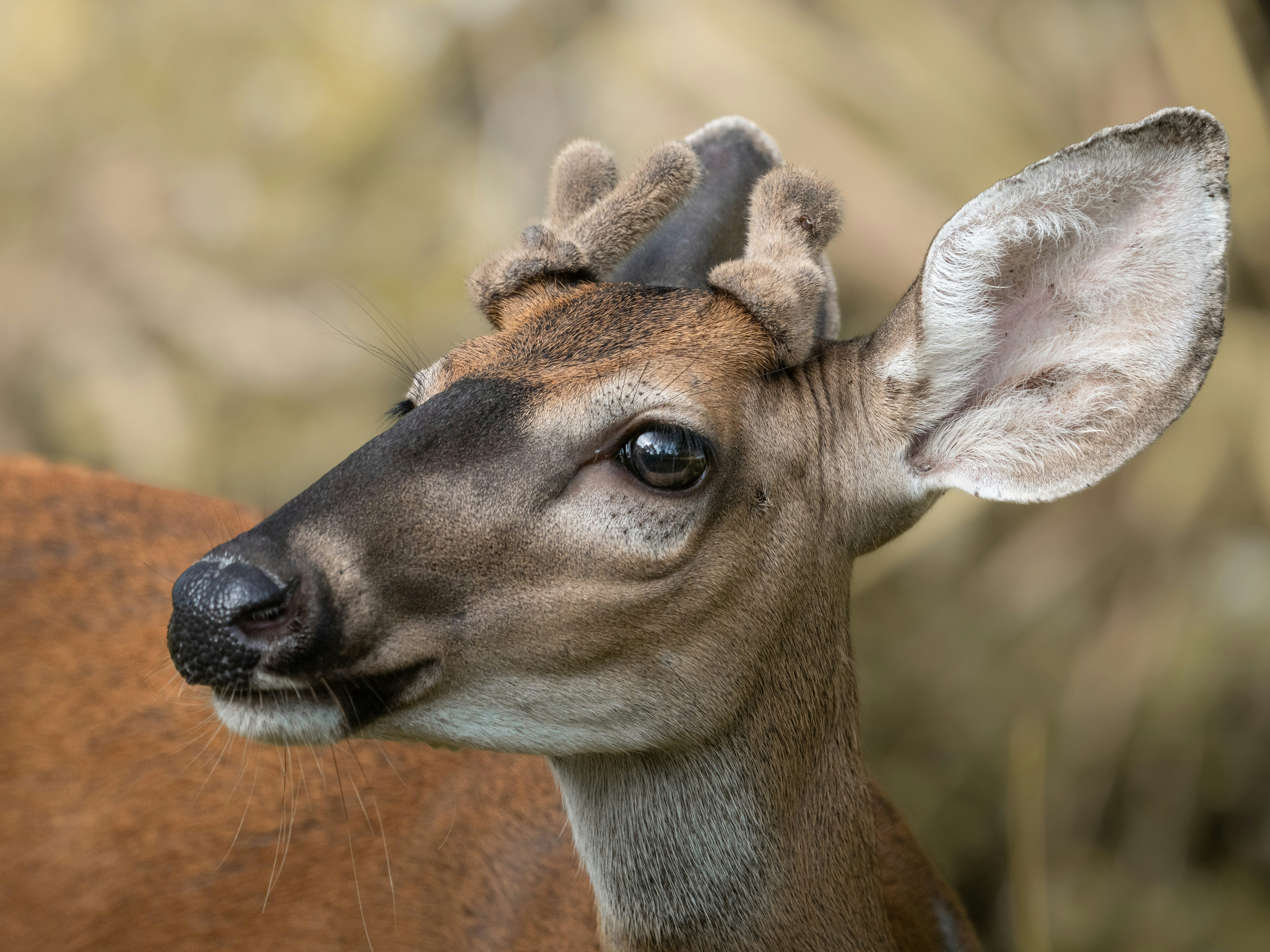 Close-Up of a Young Doe: Soft Fawn-Toned Fur and Gentle Gaze