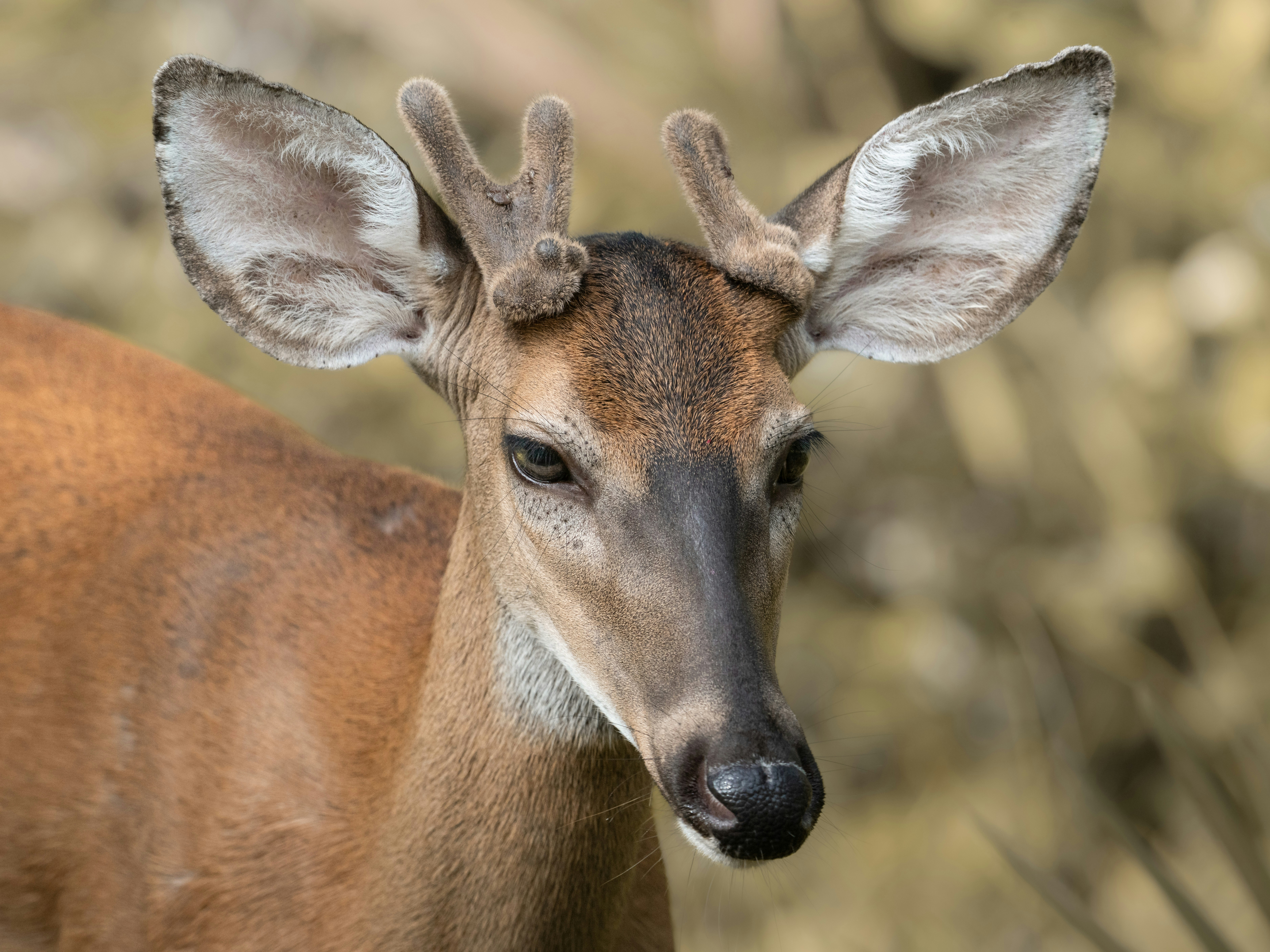 Close-up of a inquisitive young buck in soft autumn light