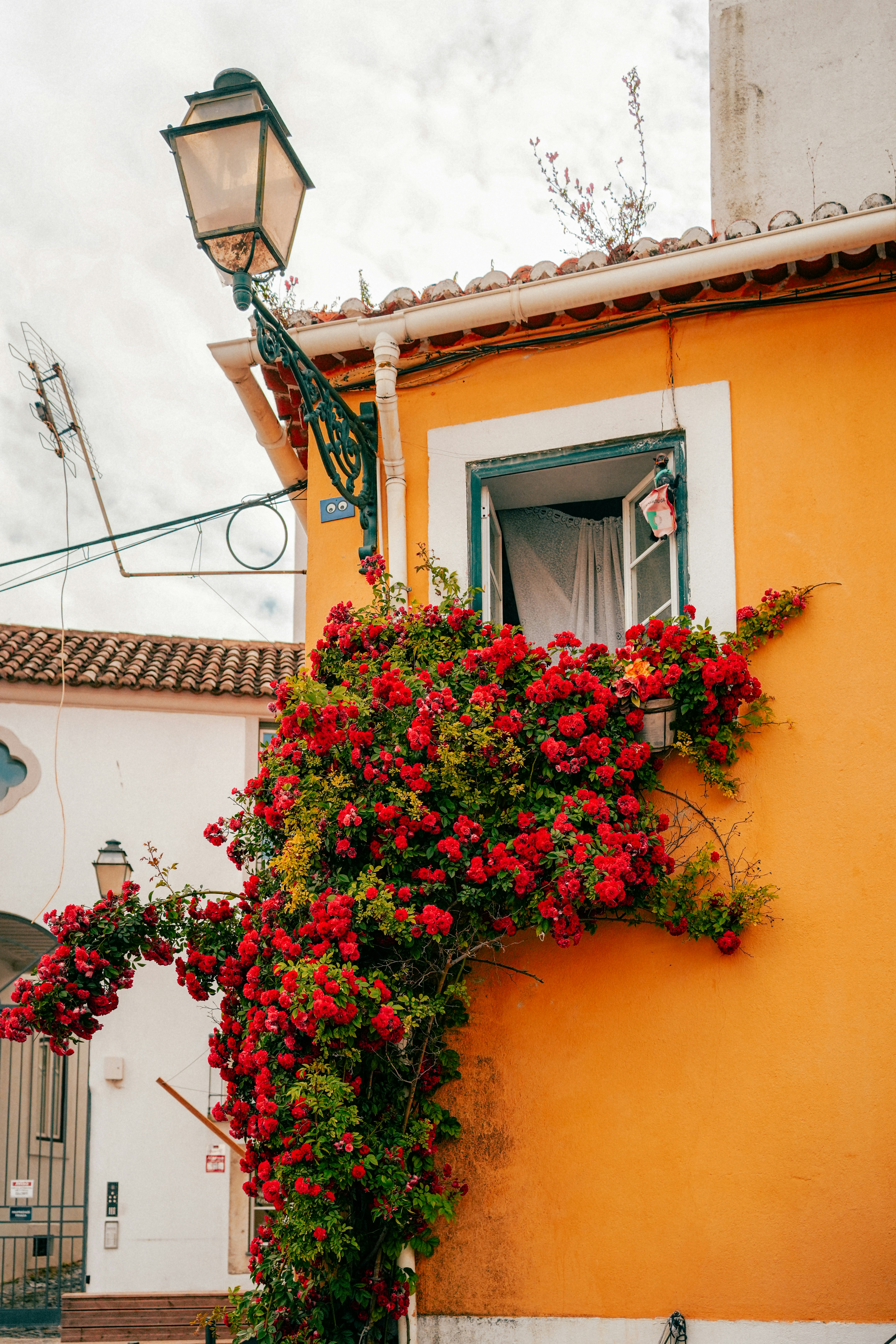 Sunlit Orange Facade with Verdant Red Bouquets Framing a Window