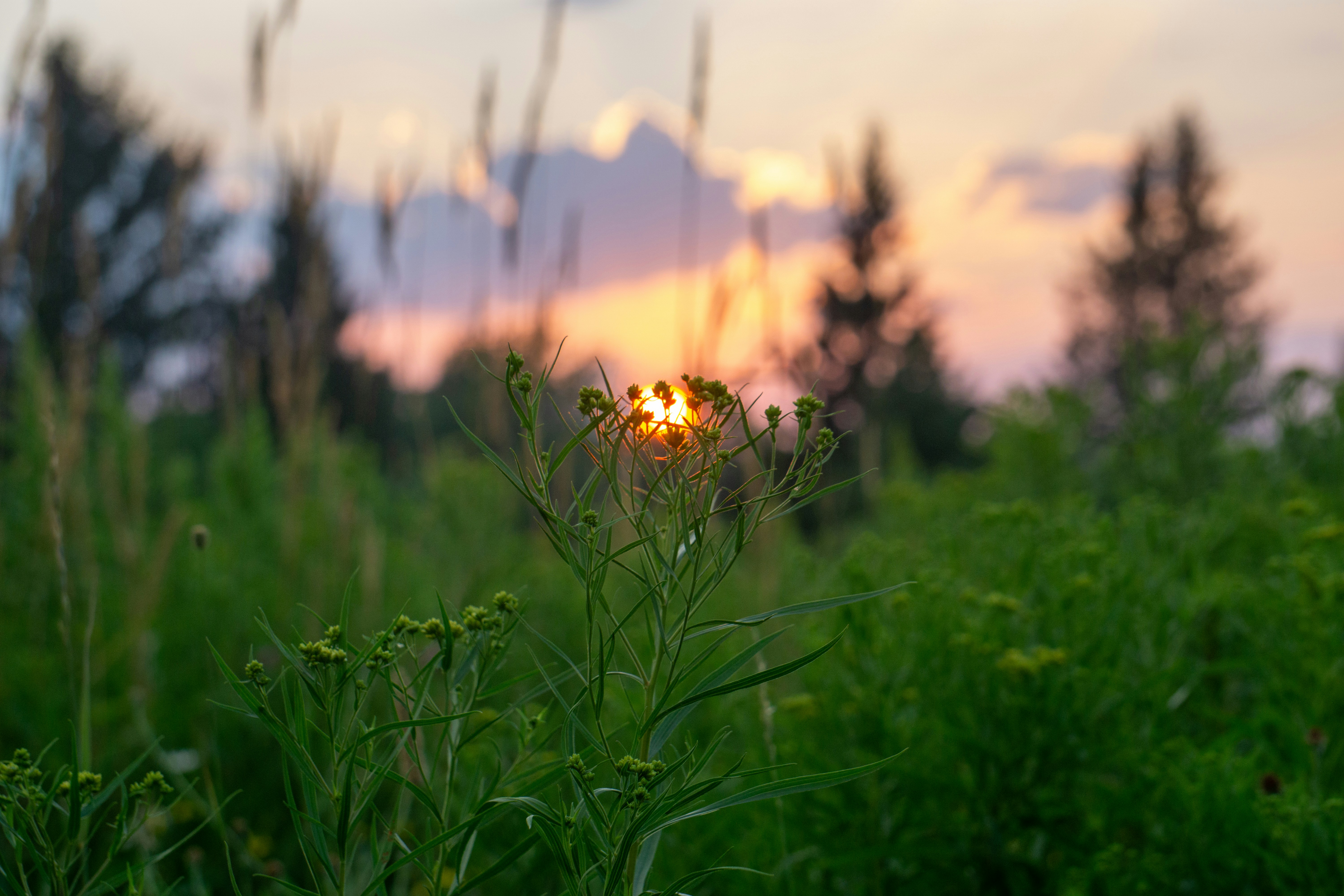 Sunlit Crown: Wildflowers Framing a Golden Horizon