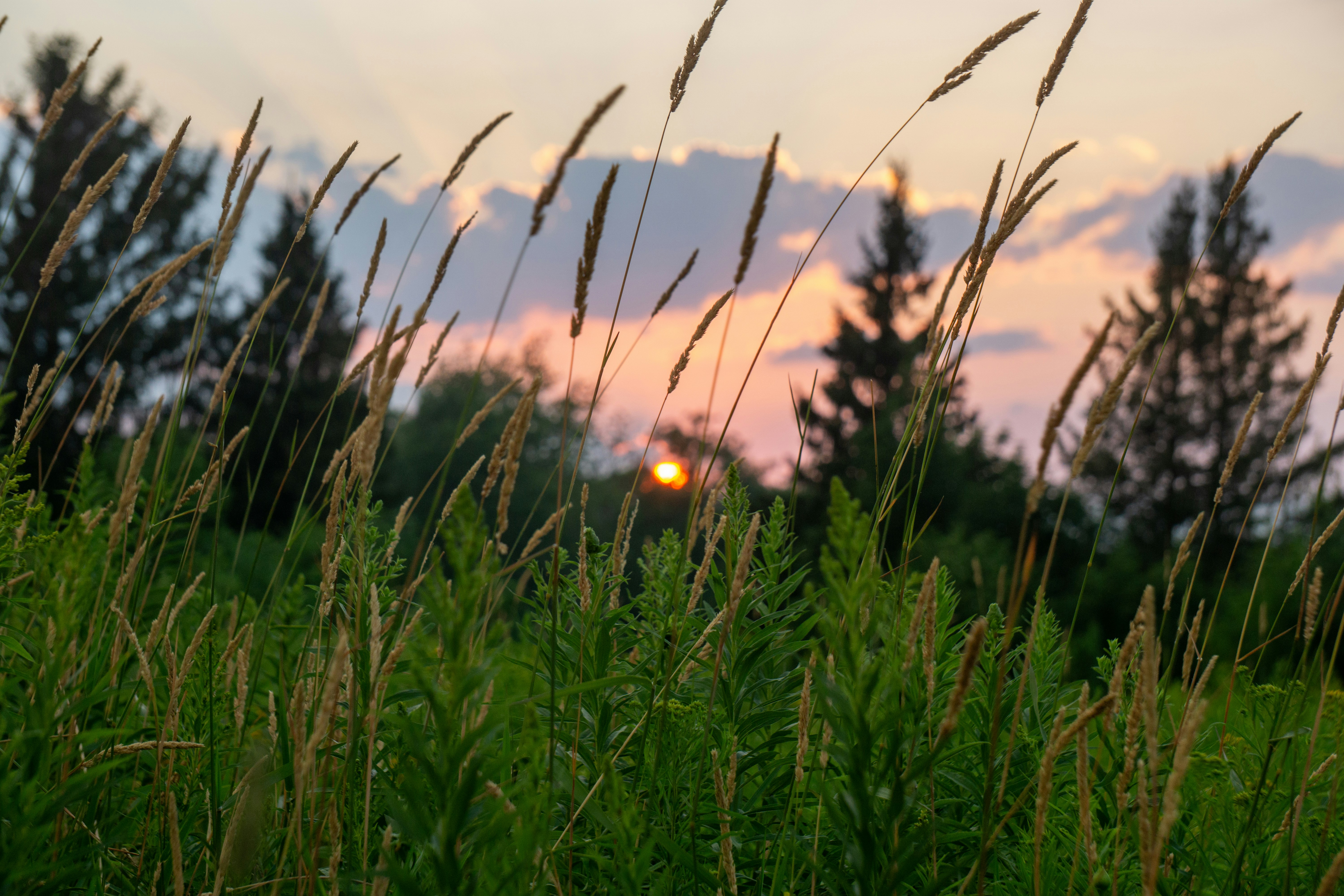 Sunlit meadow silhouettes at dusk