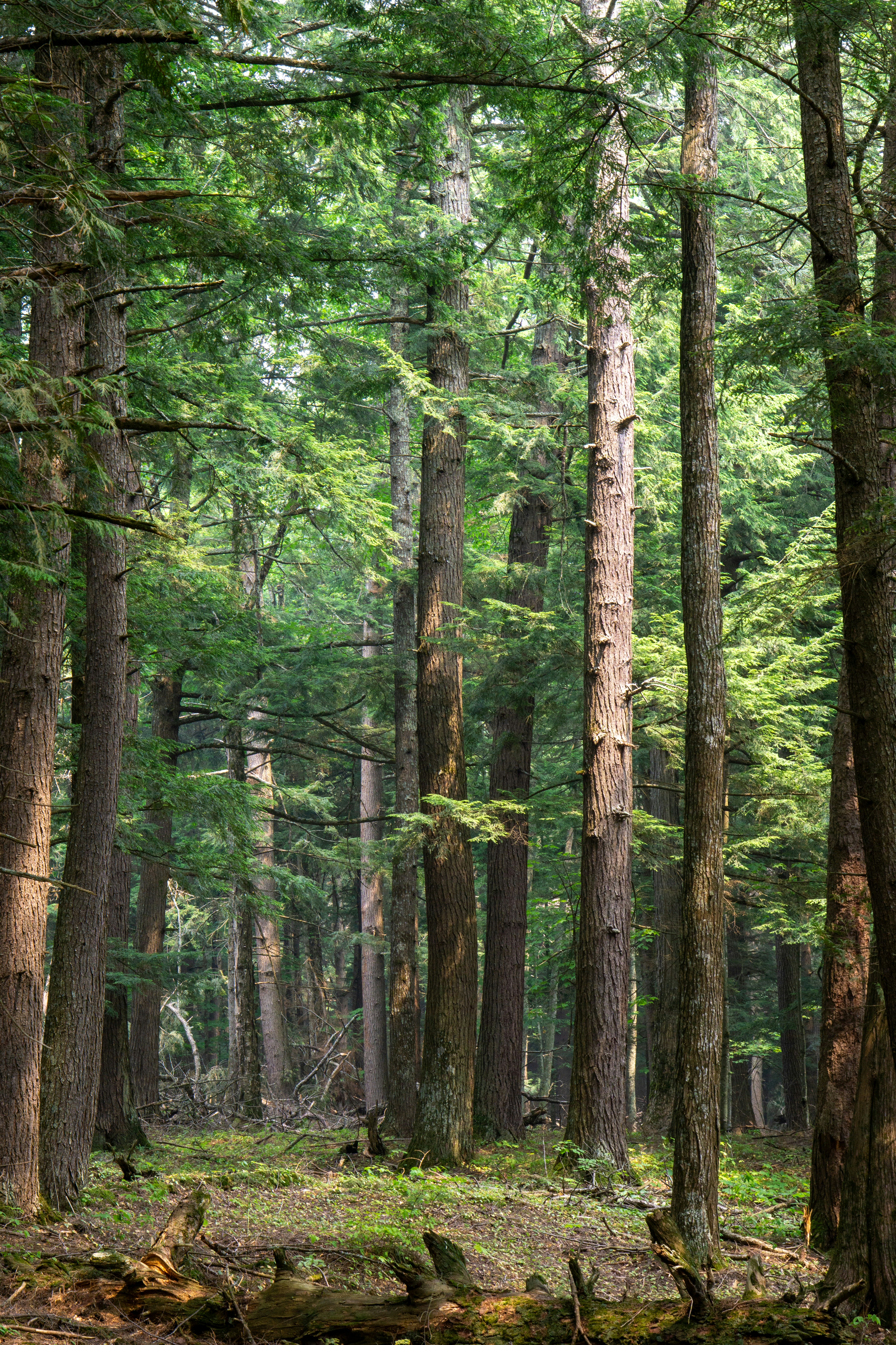 Emerald Pines: A Tranquil Corridor of Tall Conifers